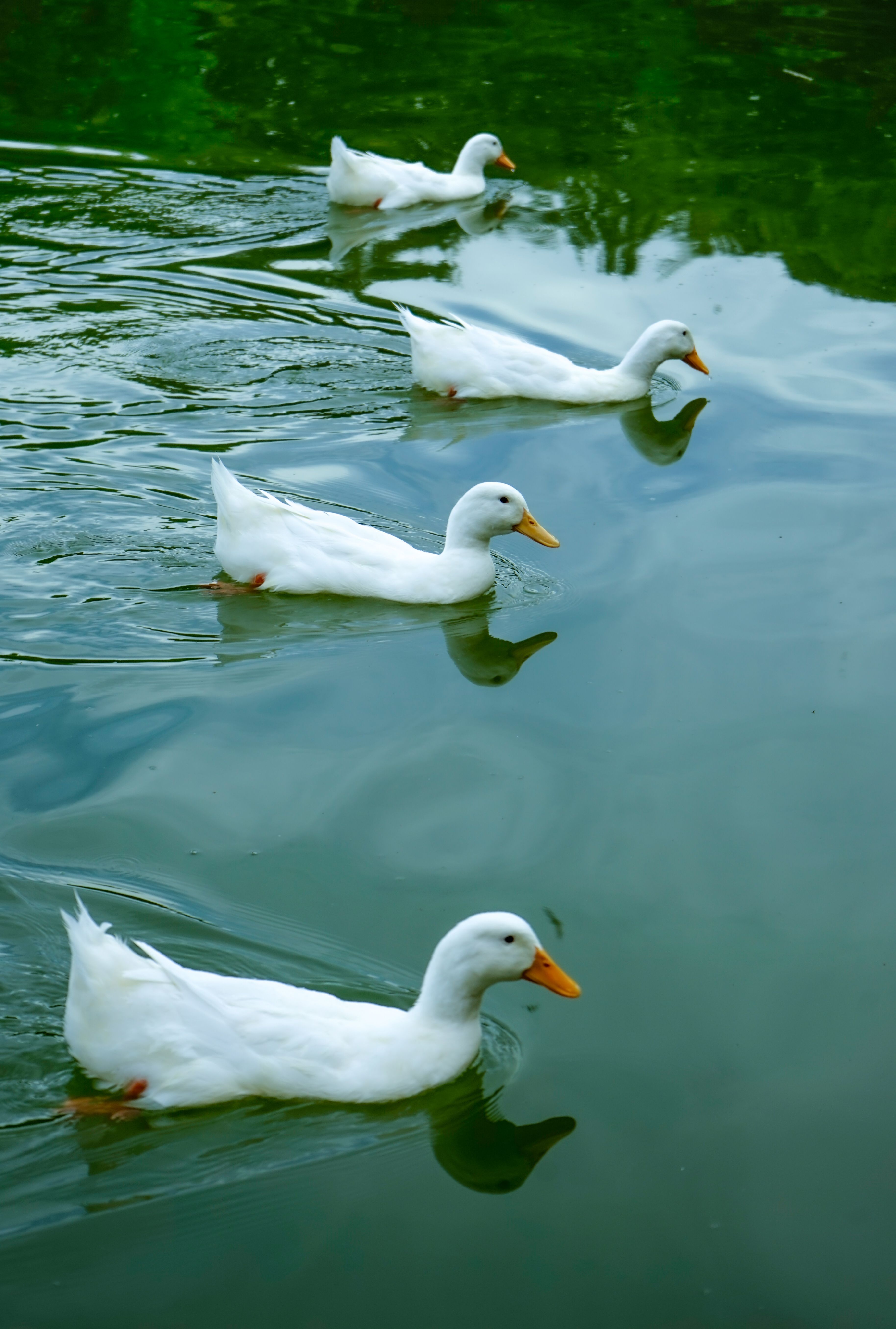 White Ducks in Water · Free Stock Photo
