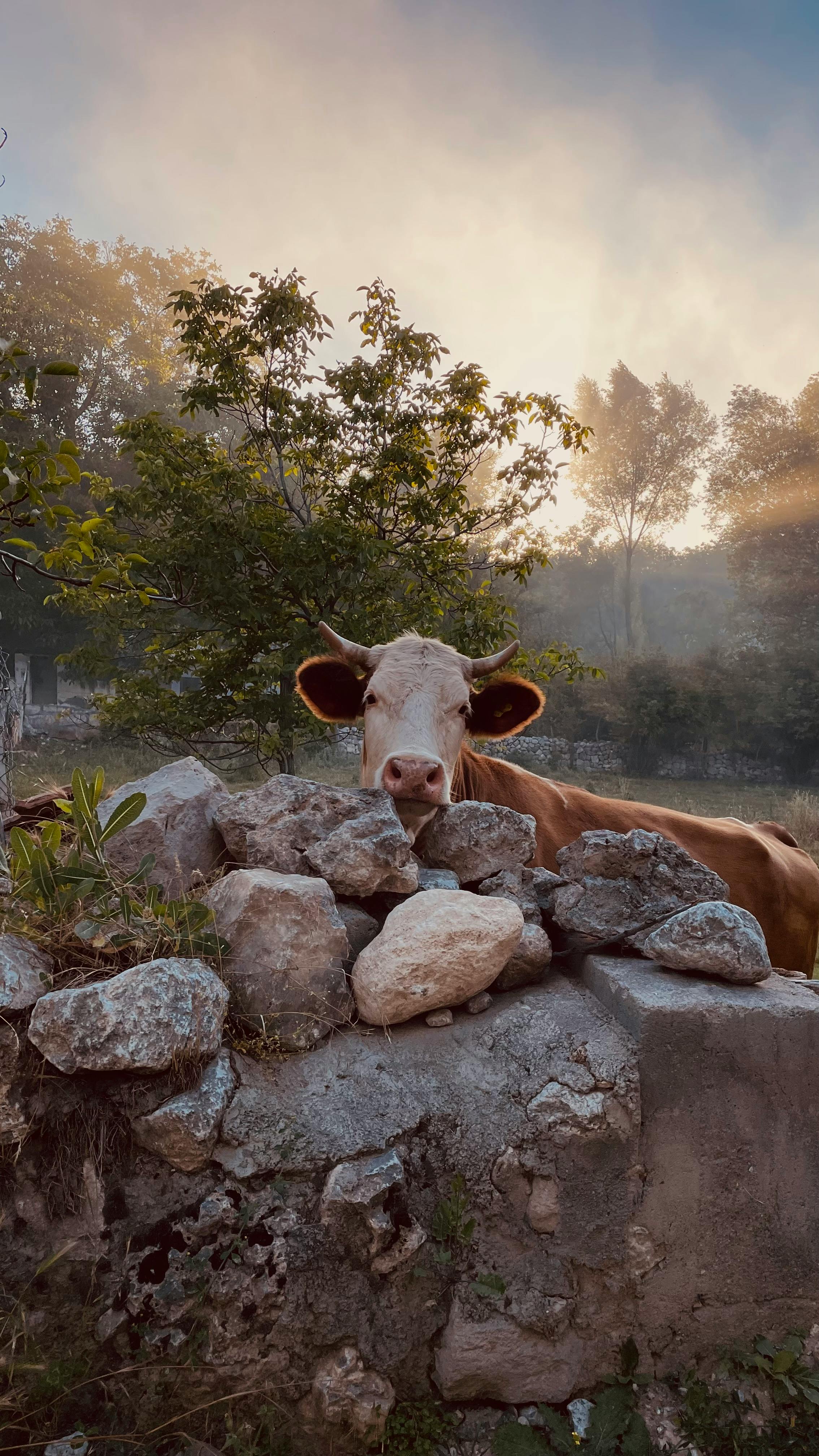 Cow behind Stones · Free Stock Photo