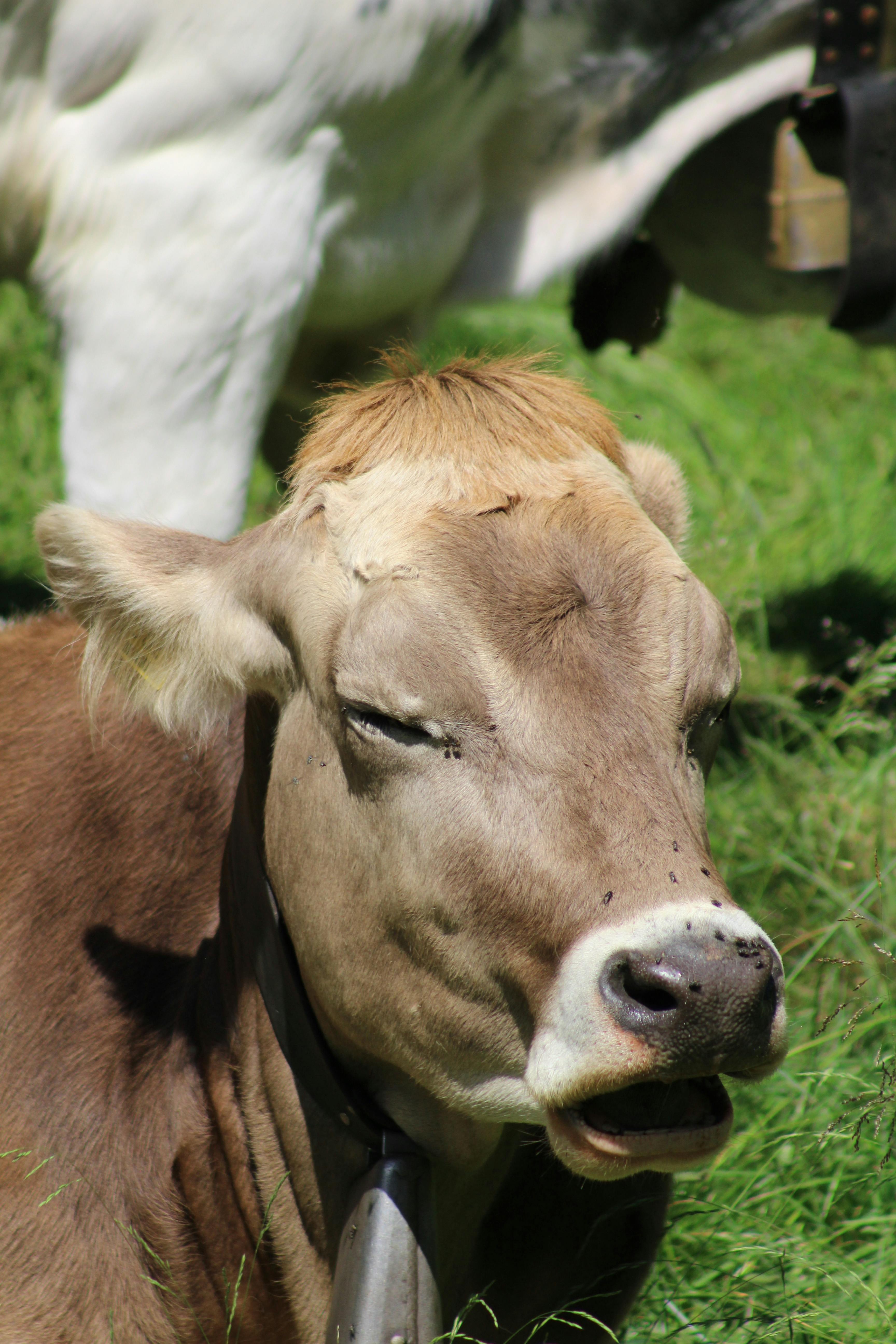 Cow E3ece2 Photos, Download The BEST Free Cow E3ece2 Stock Photos & HD ...