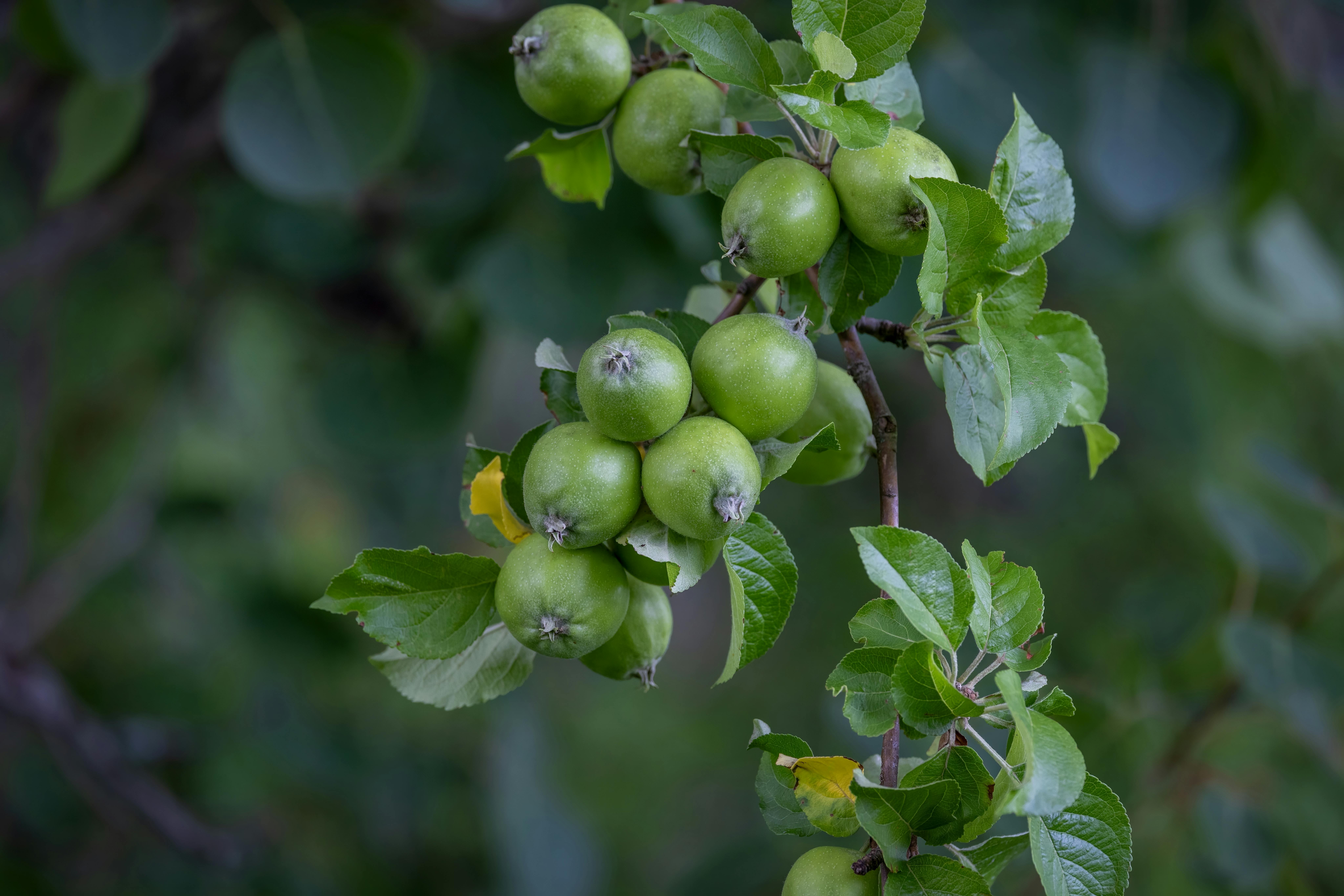 A Branch of Unripe Apples · Free Stock Photo