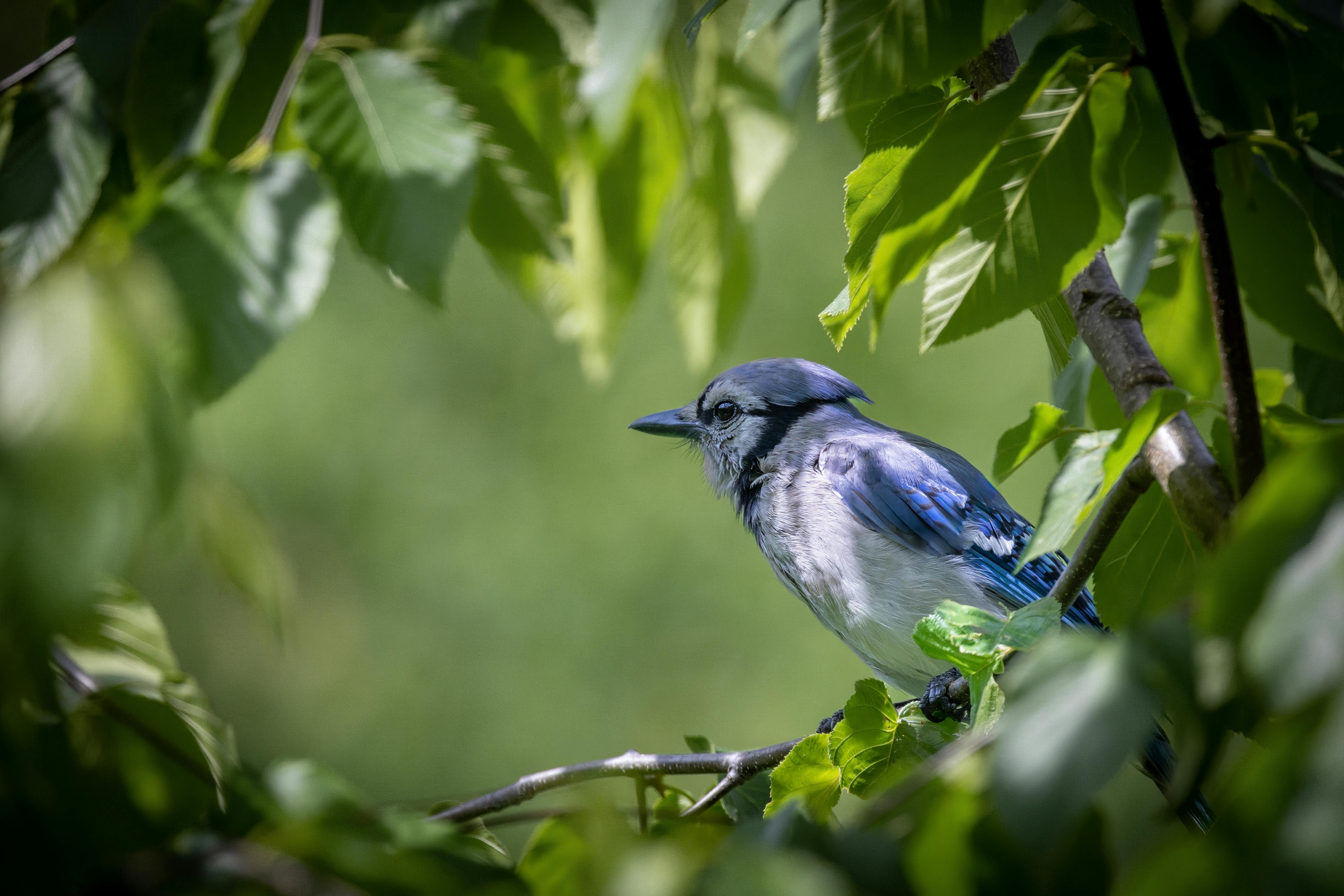 Blue Jay in Nature · Free Stock Photo