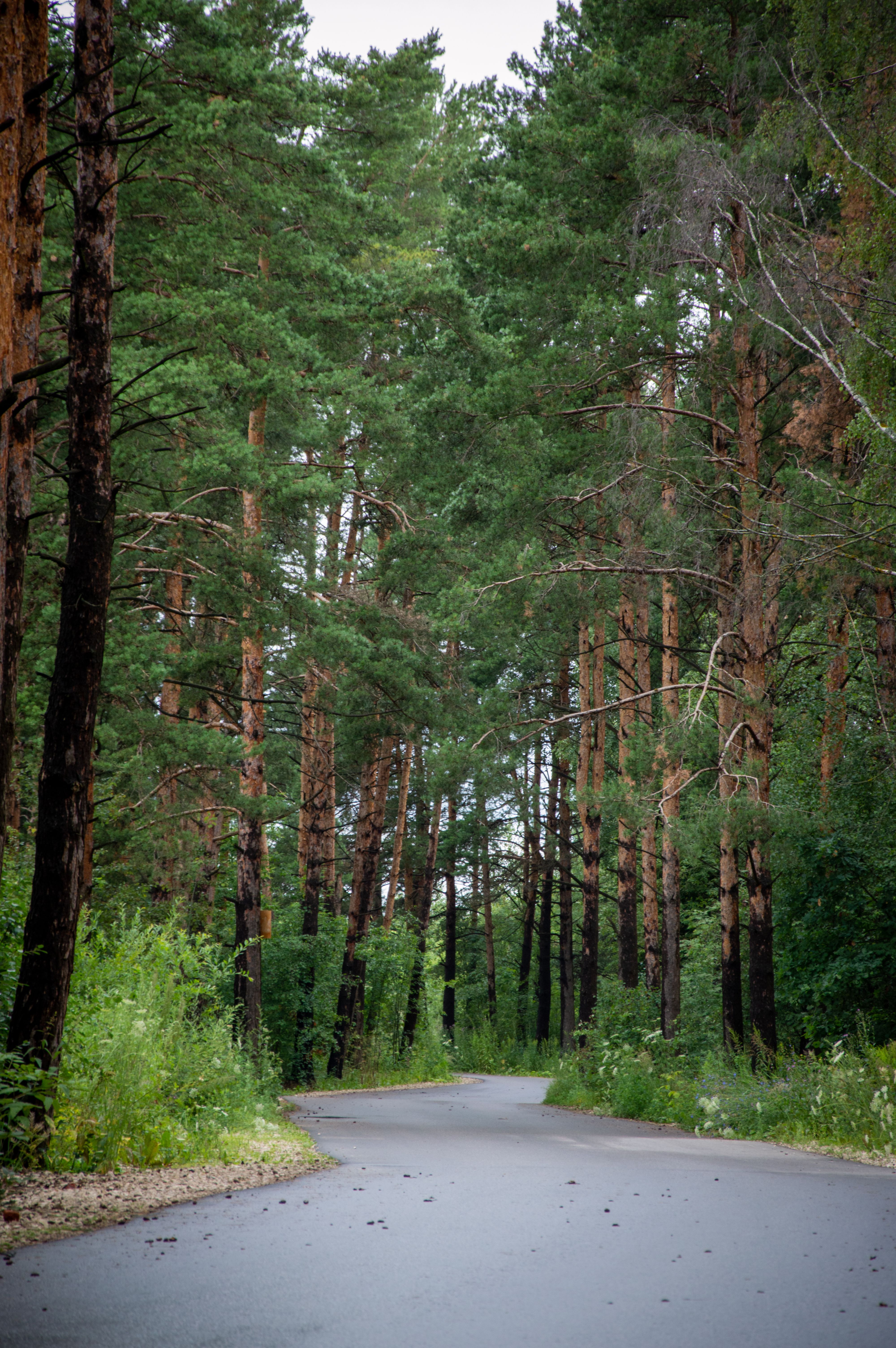 70 000+ Forêt De Pins banque d’images et photos libres de droit ...