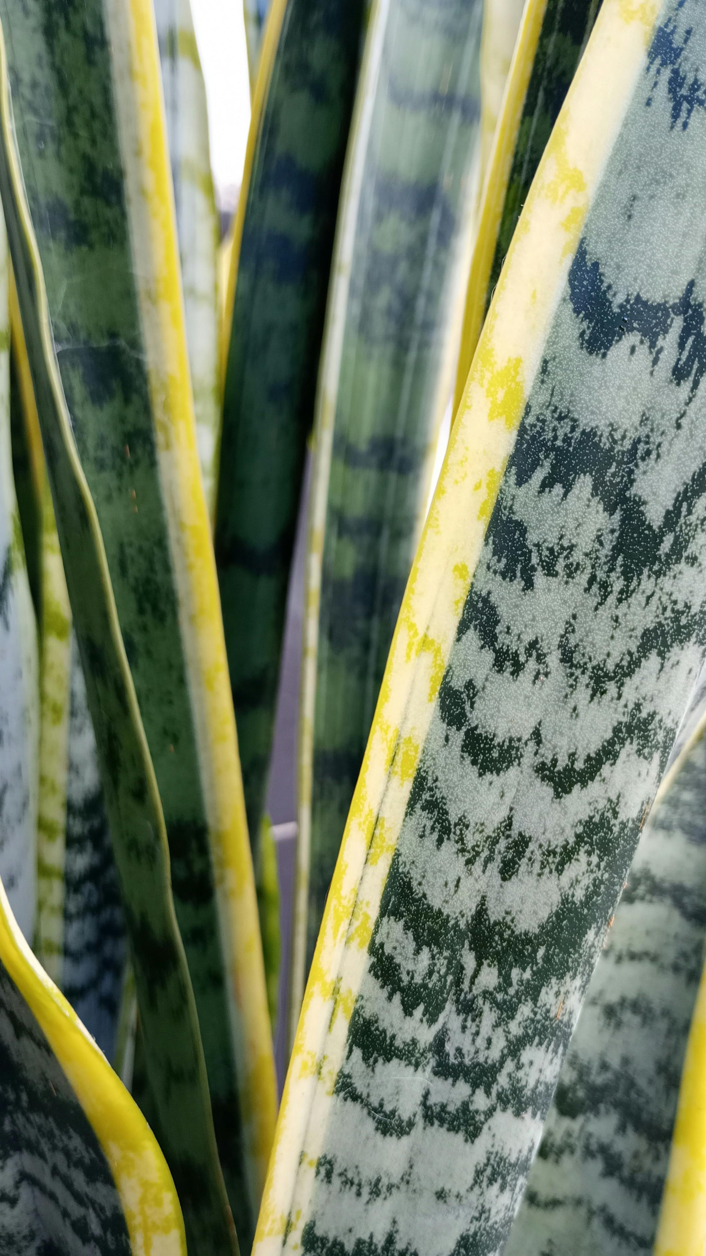 Sansevieria Photos, Download The BEST Free Sansevieria Stock Photos ...