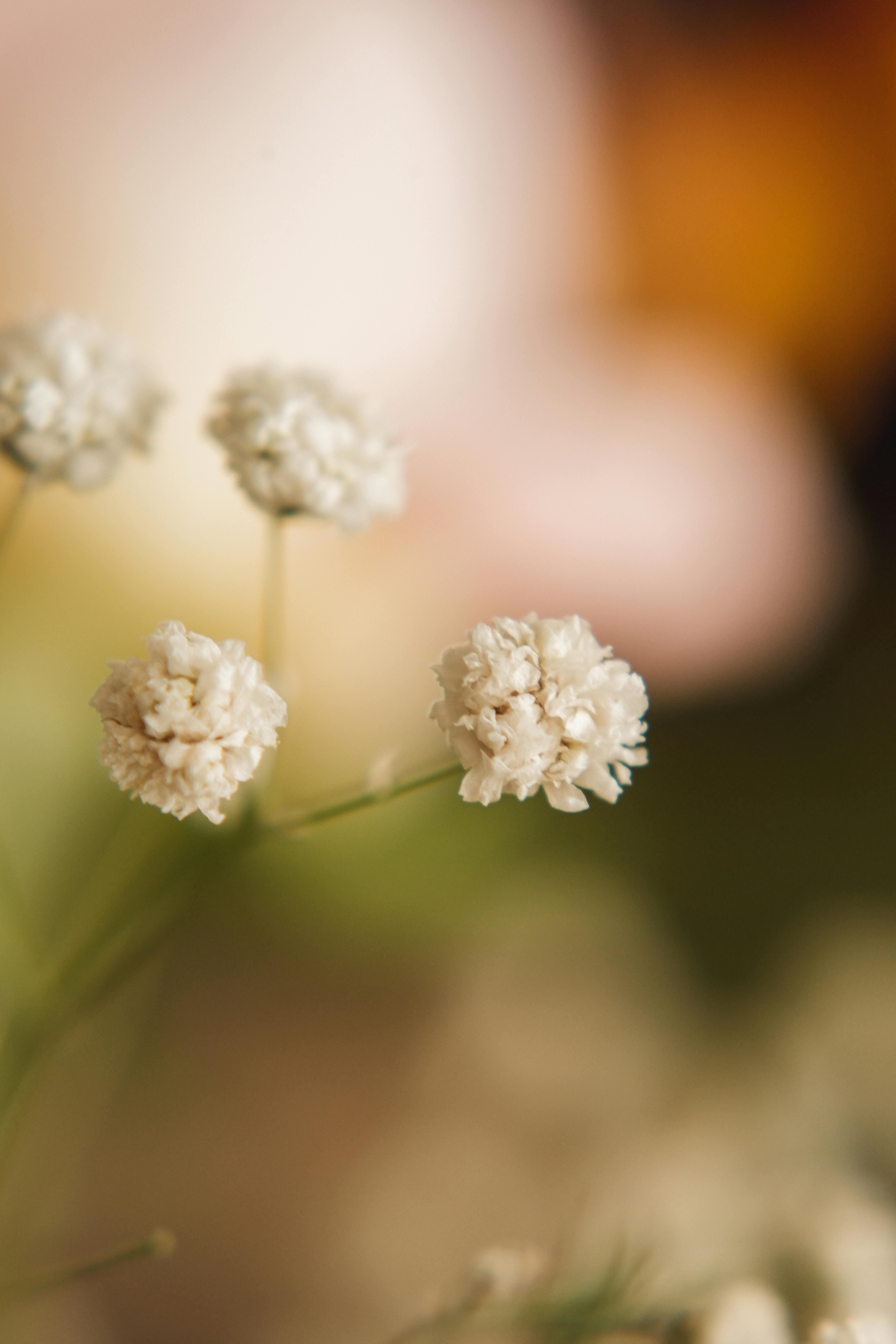 Extreme Close-up of Flower Petals · Free Stock Photo