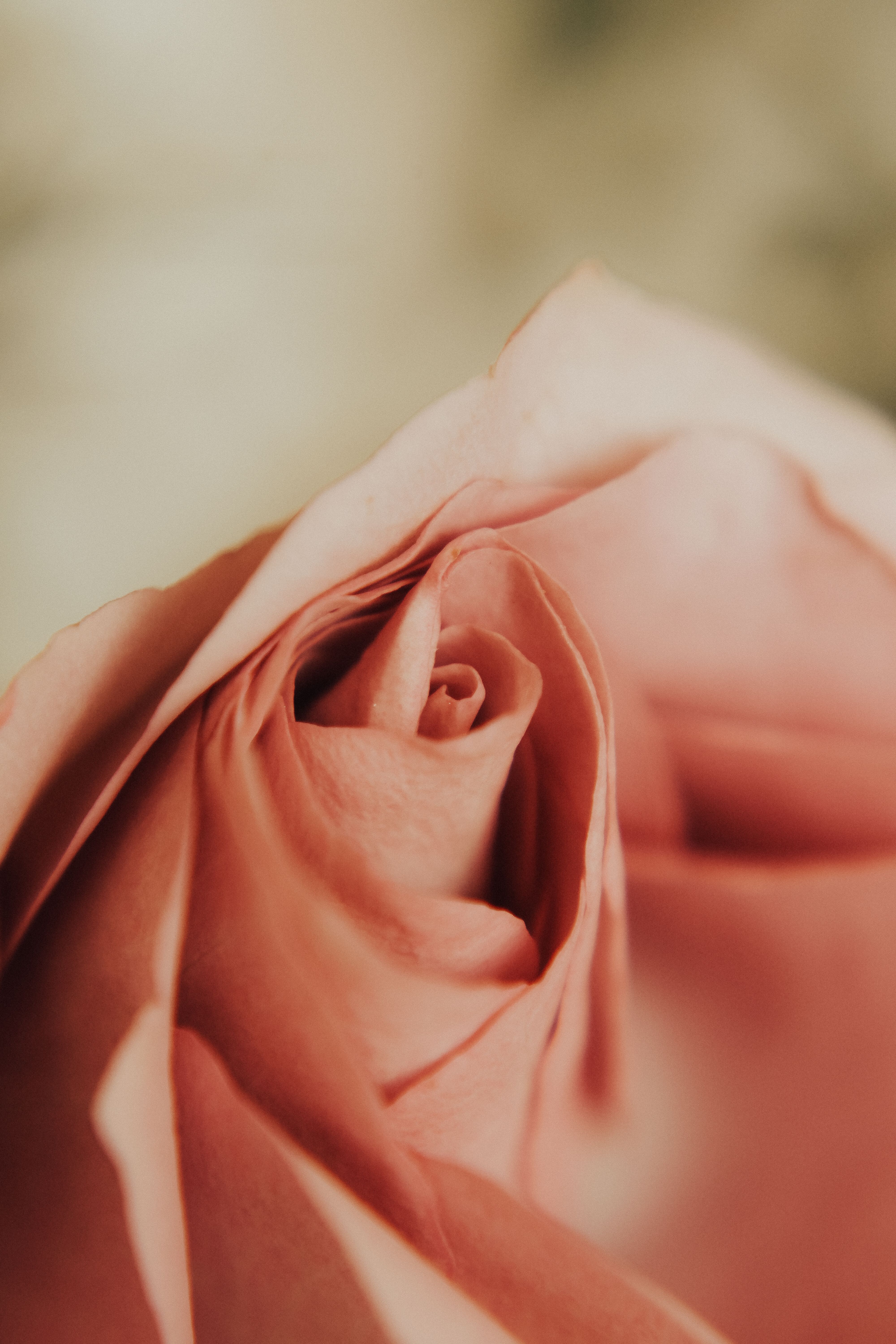 Close up of Rose Petals · Free Stock Photo