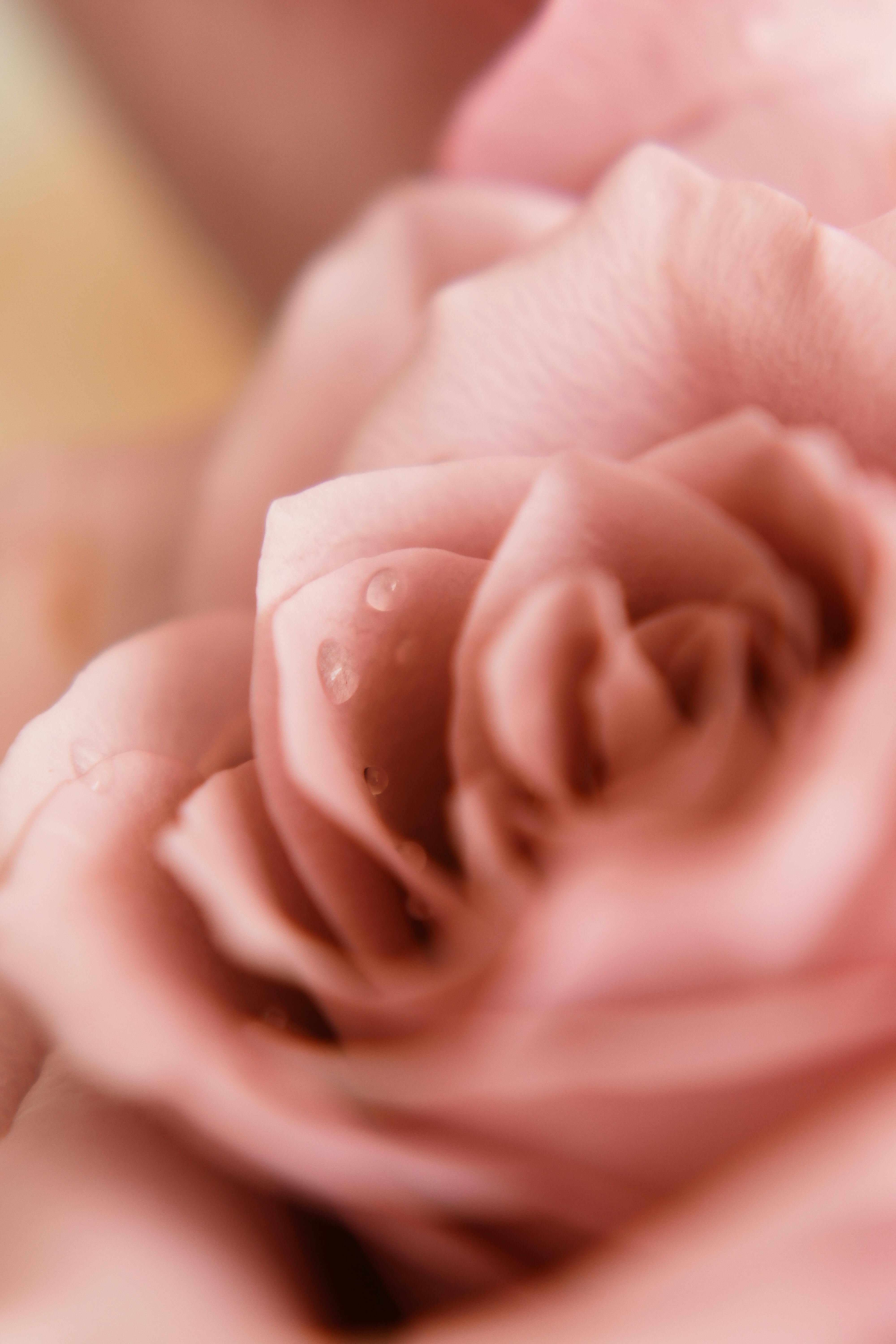 Foto de stock gratuita sobre enfoque selectivo, flor, primer plano ...