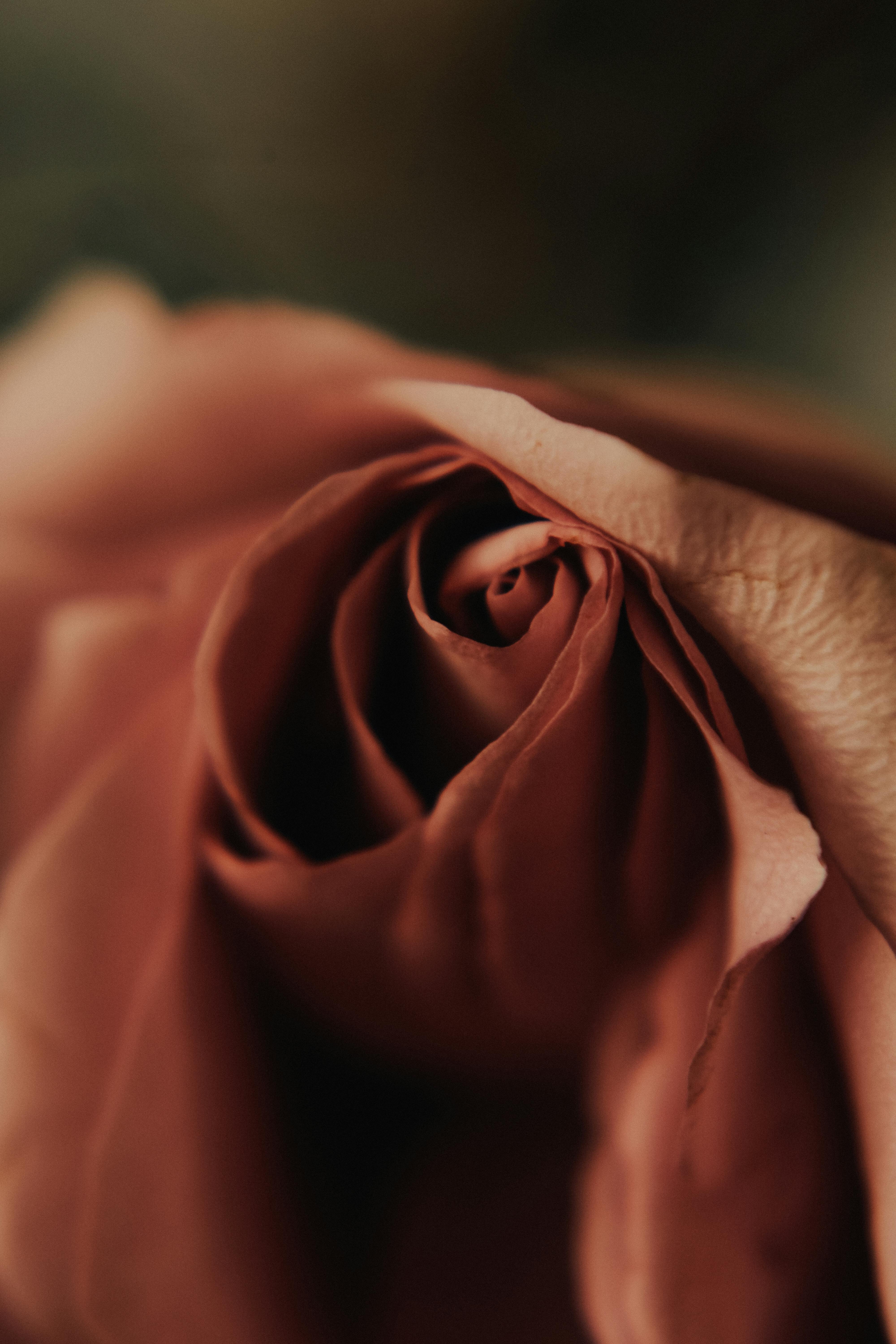 Dark Pink Photos, Download The BEST Free Dark Pink Stock Photos & HD Images