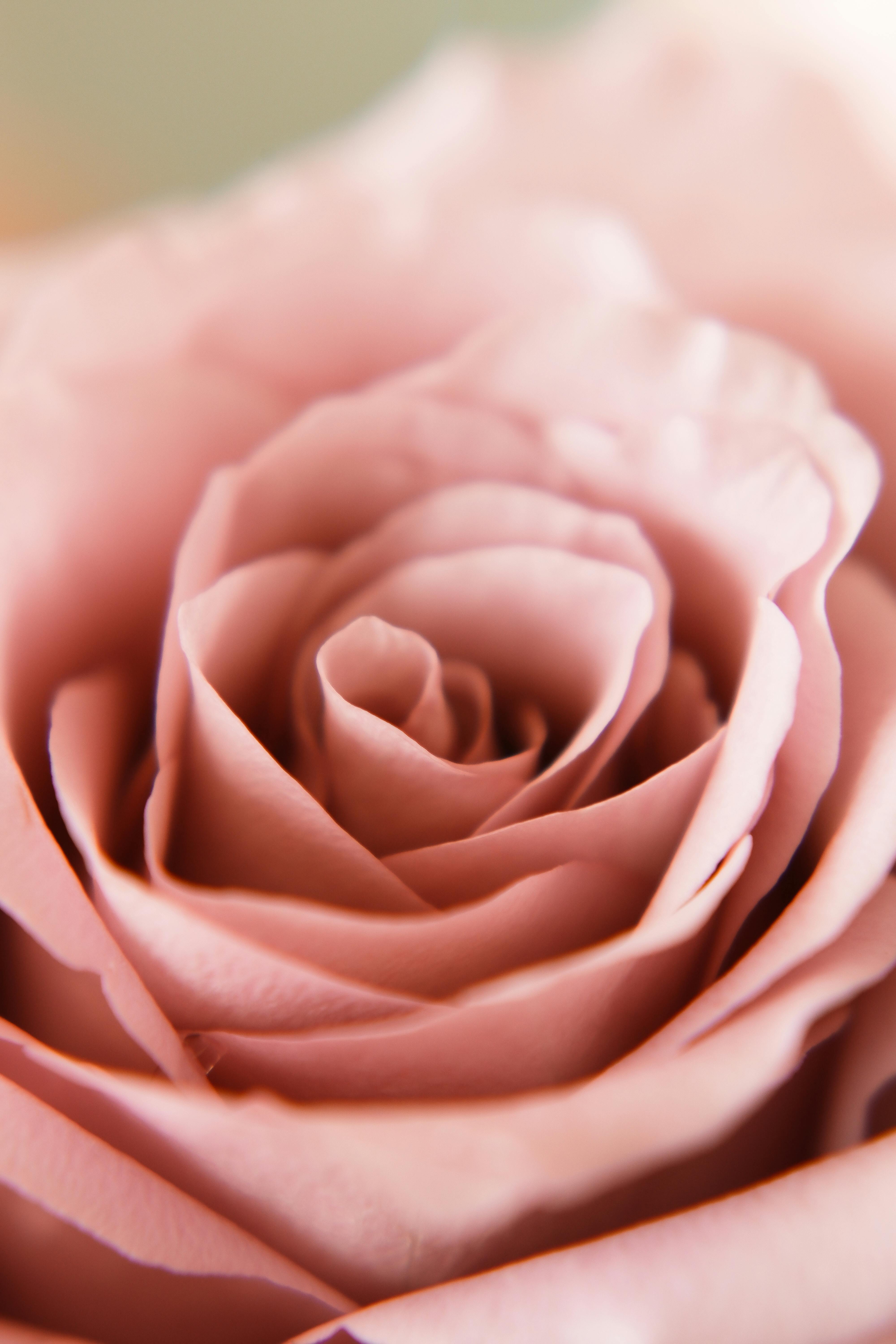Pink Roses in Close Up Photography · Free Stock Photo