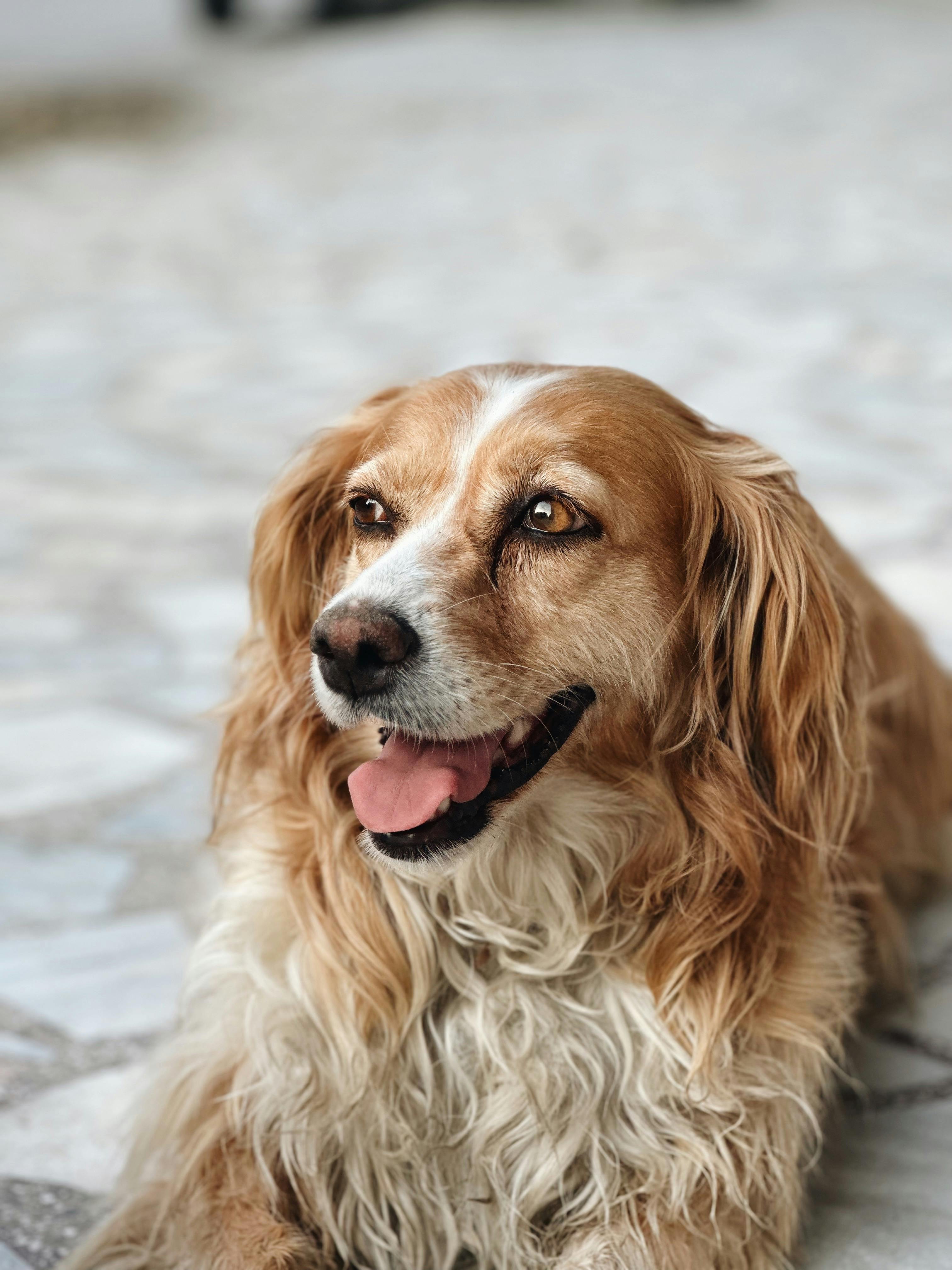 Close up of Dog · Free Stock Photo