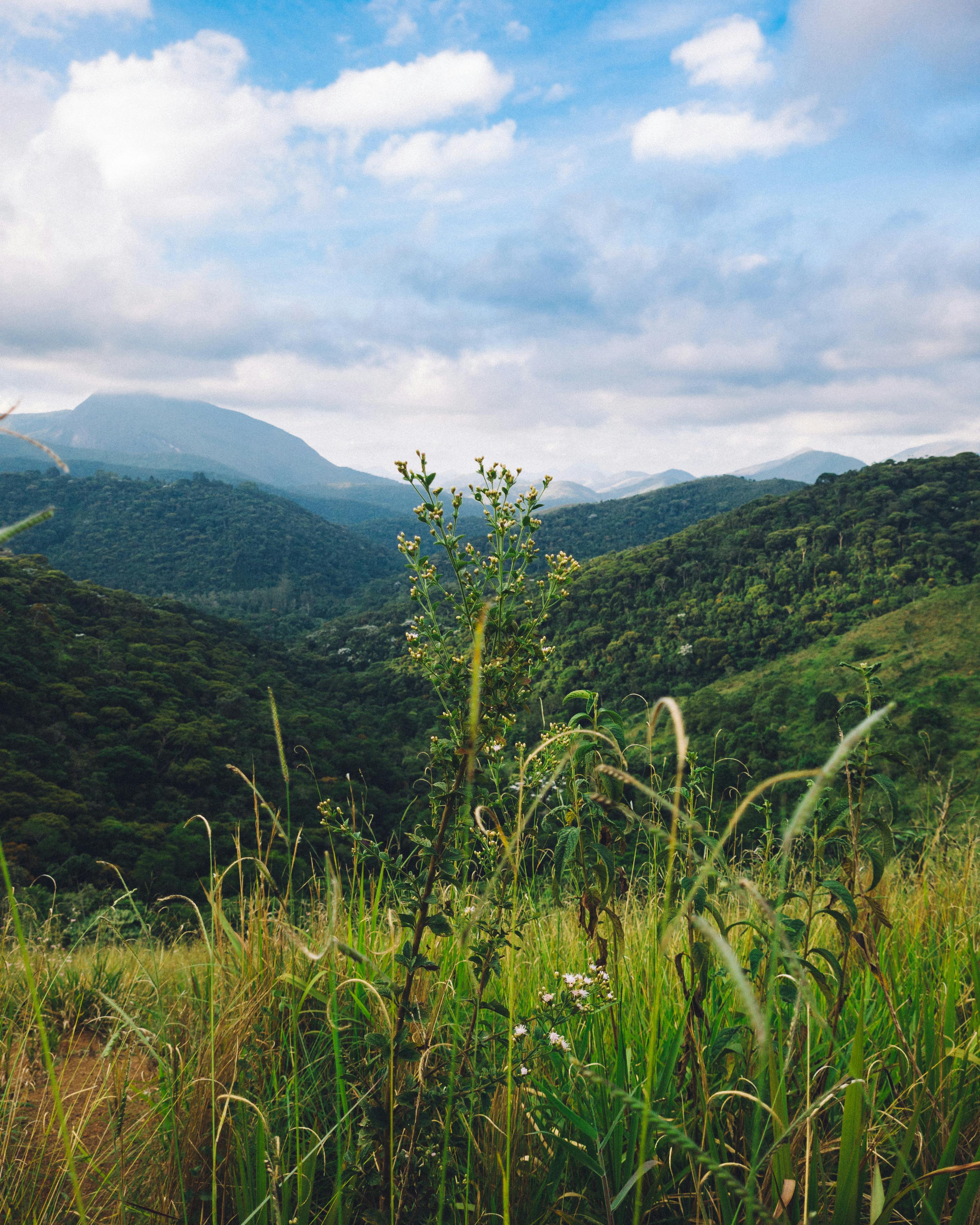 Green Grass Field and Trees High-saturated Photography · Free Stock Photo