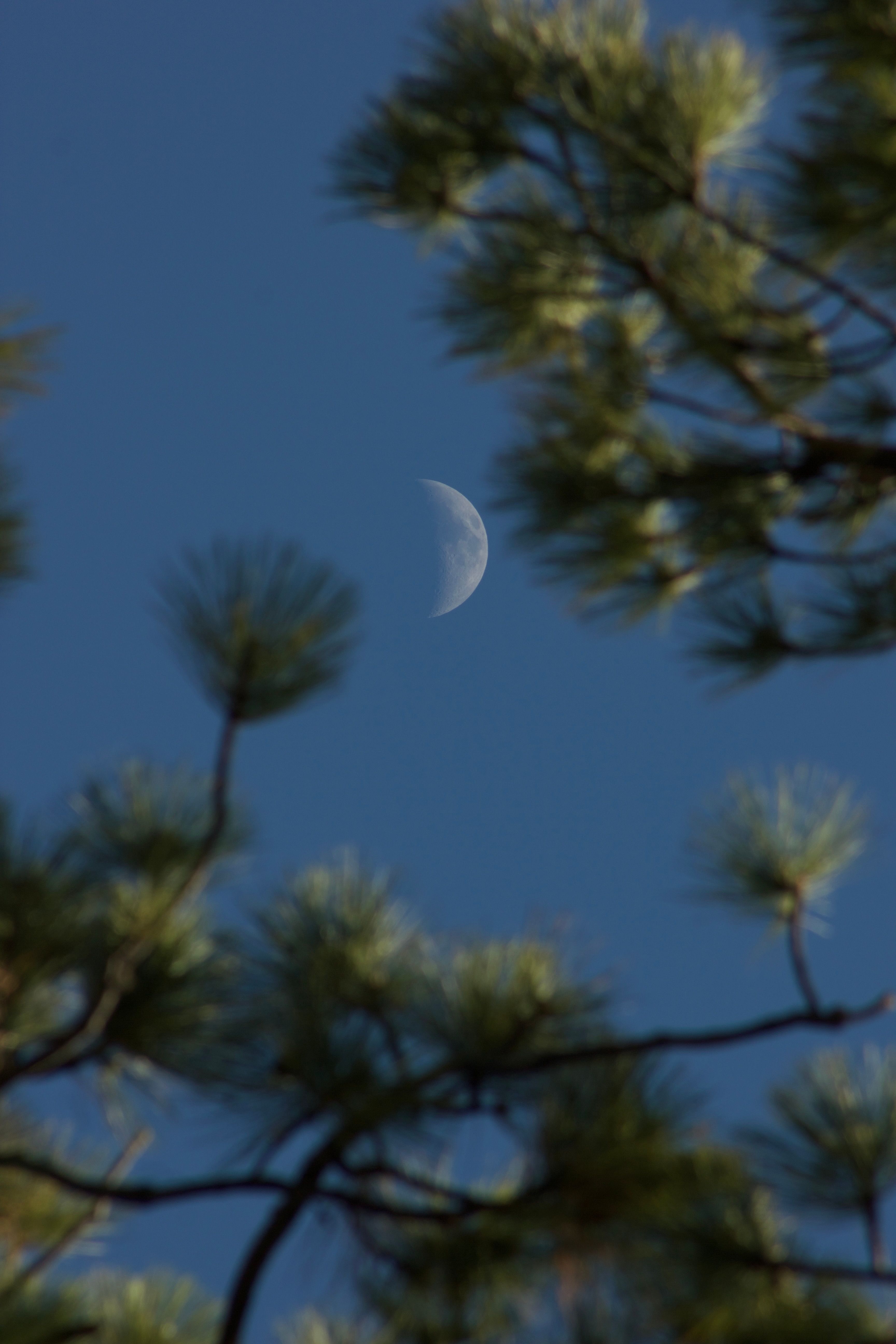 Crescent Moon Seen through Pine Branches · Free Stock Photo