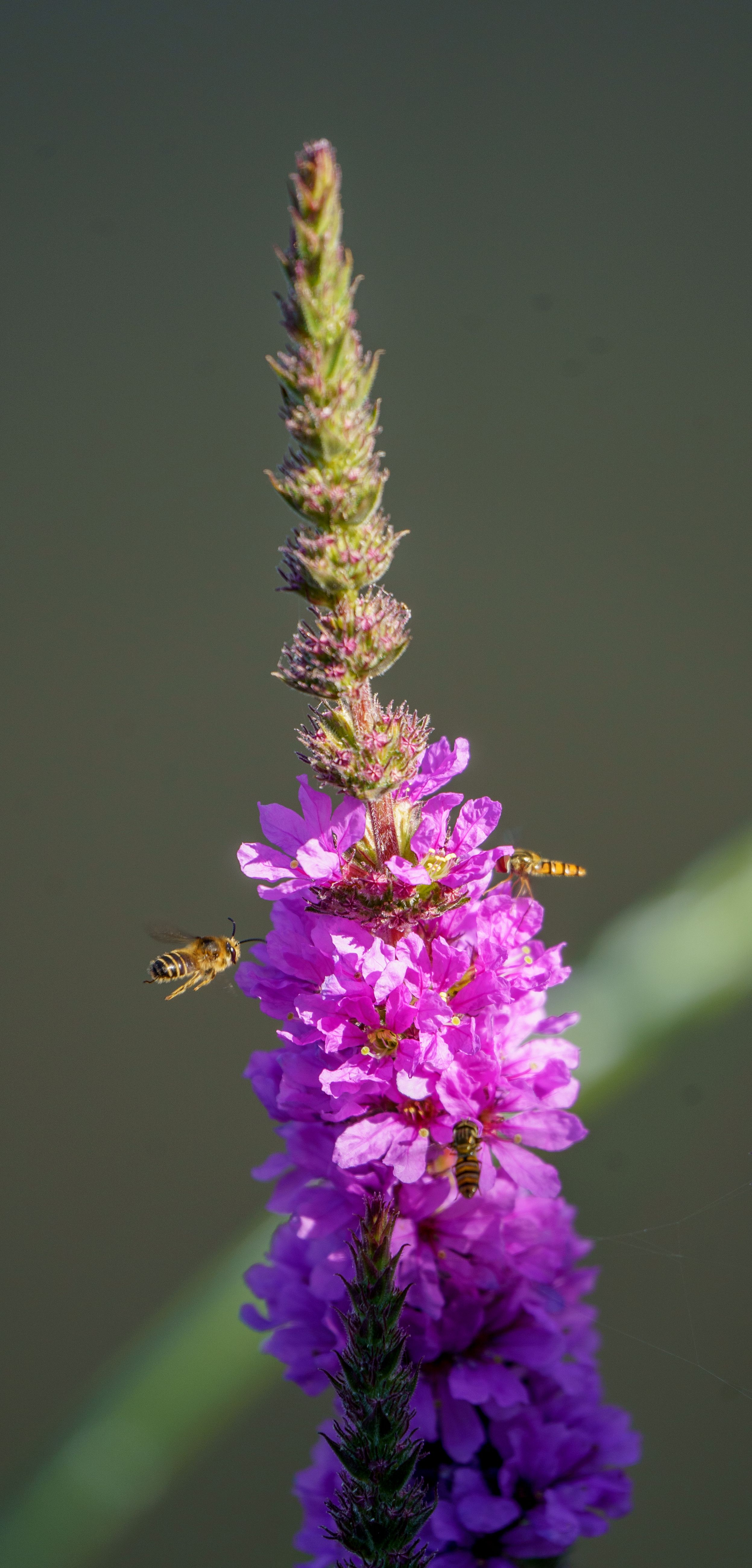 Bees on Loosestrife Plant · Free Stock Photo
