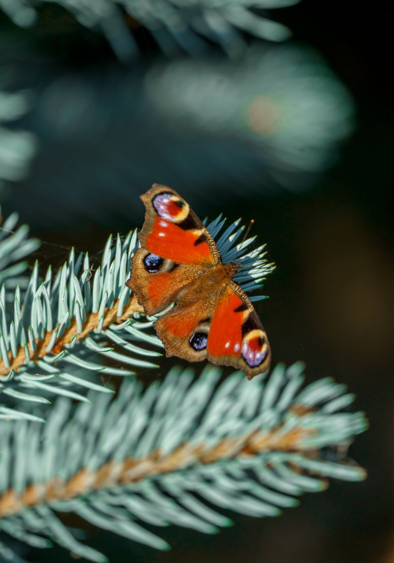 Azaelea Tree Photos, Download The BEST Free Azaelea Tree Stock Photos ...