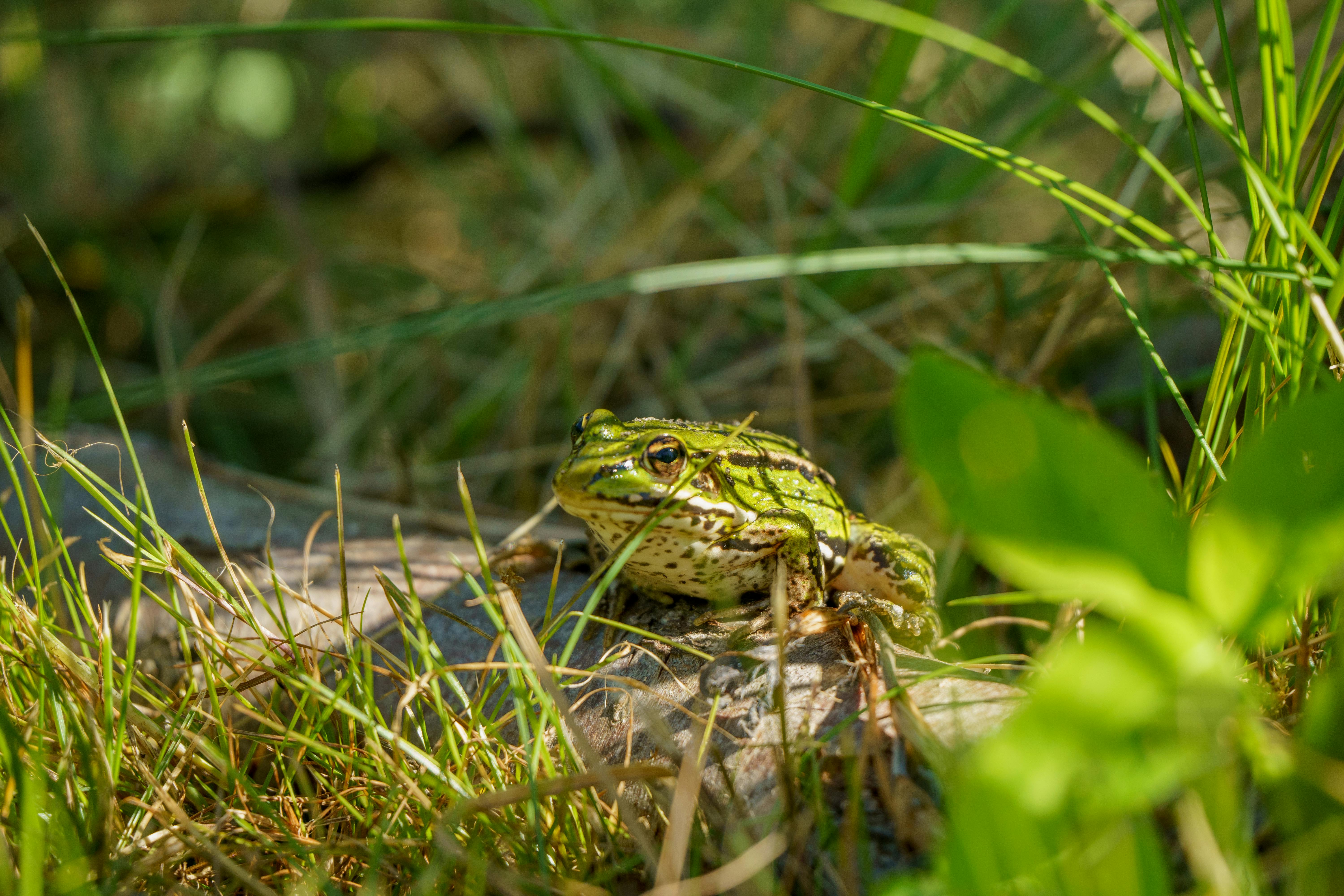Frog among Grass · Free Stock Photo
