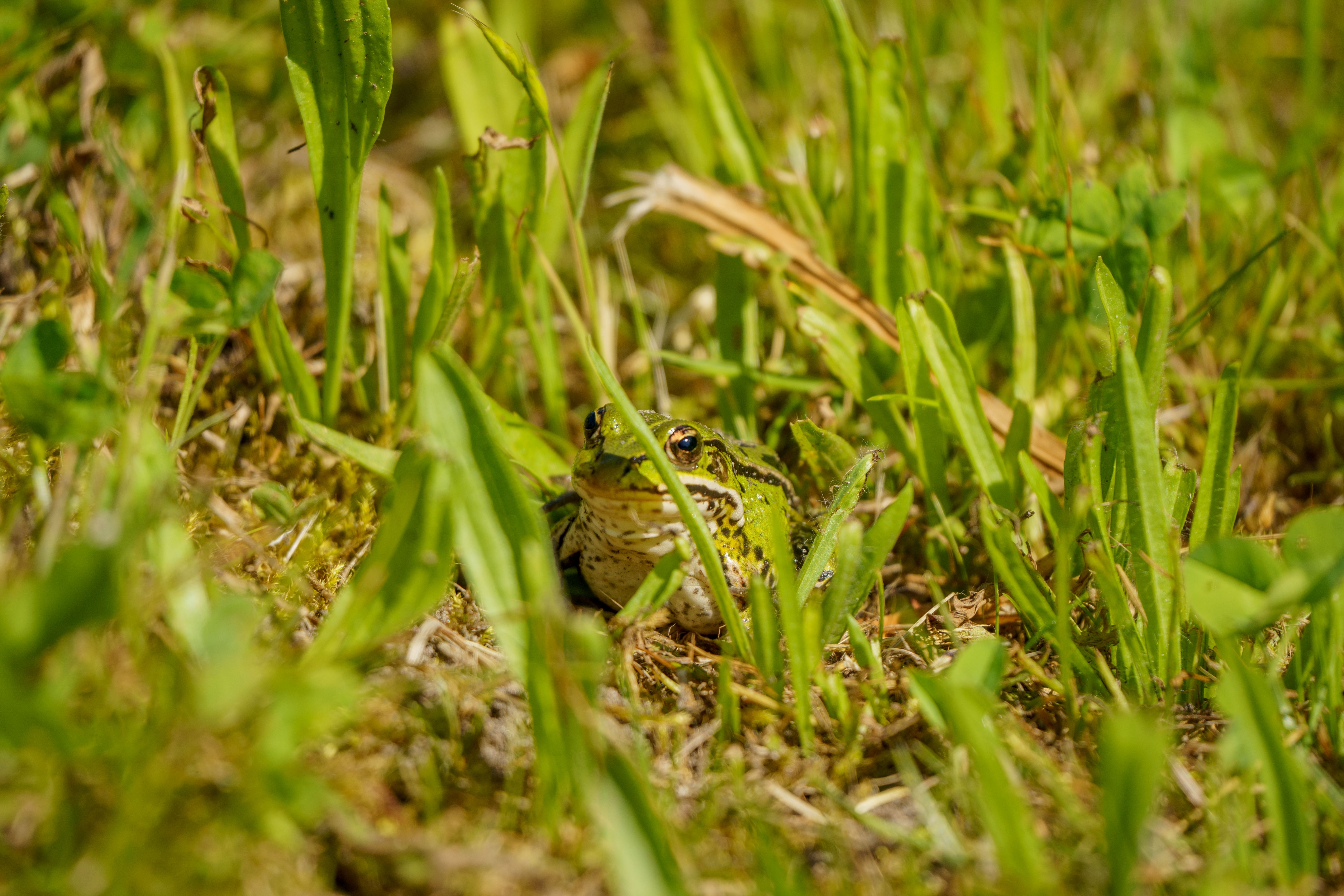 Frog on Grass · Free Stock Photo