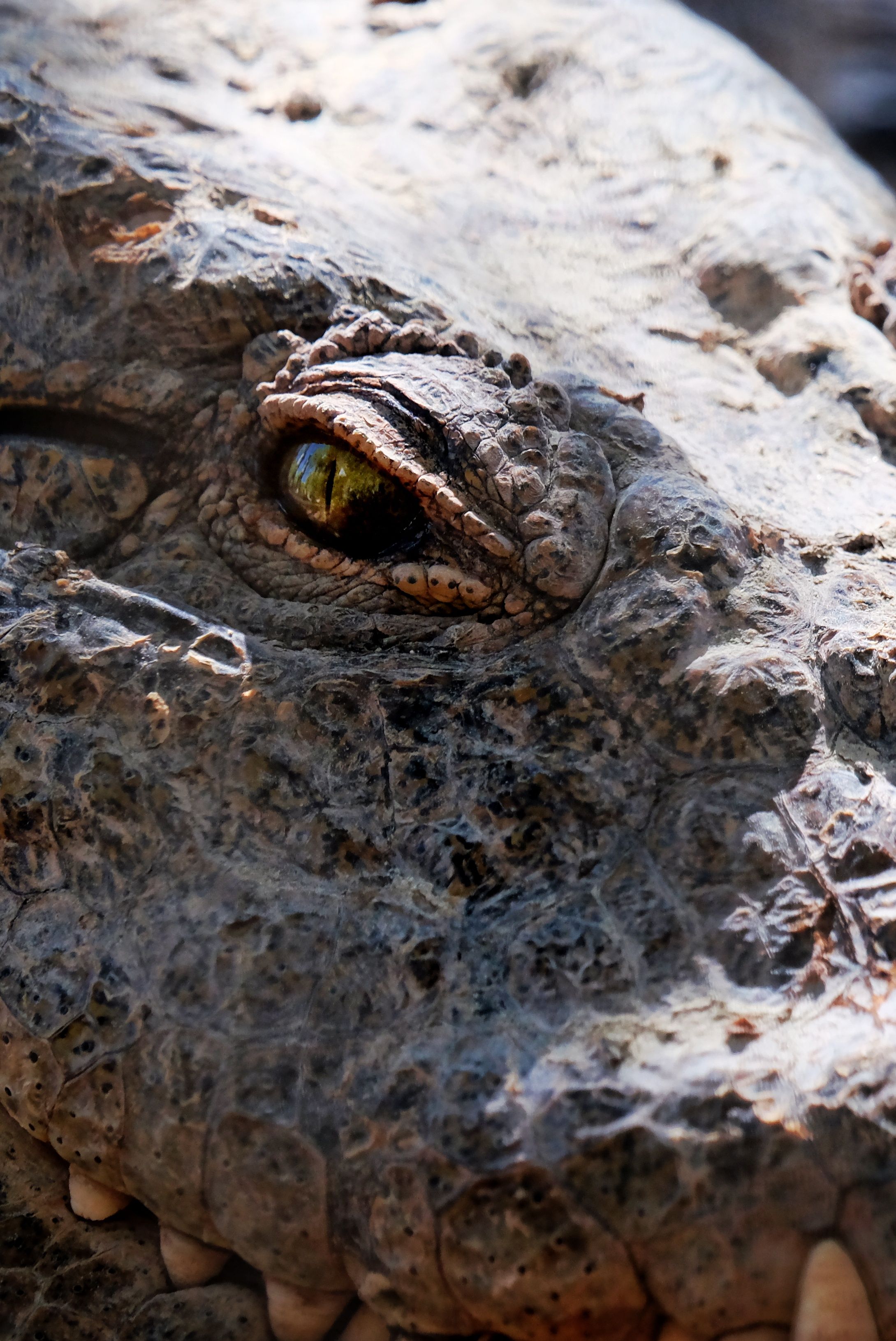 Close-Up of a Crocodiles Eye · Free Stock Photo