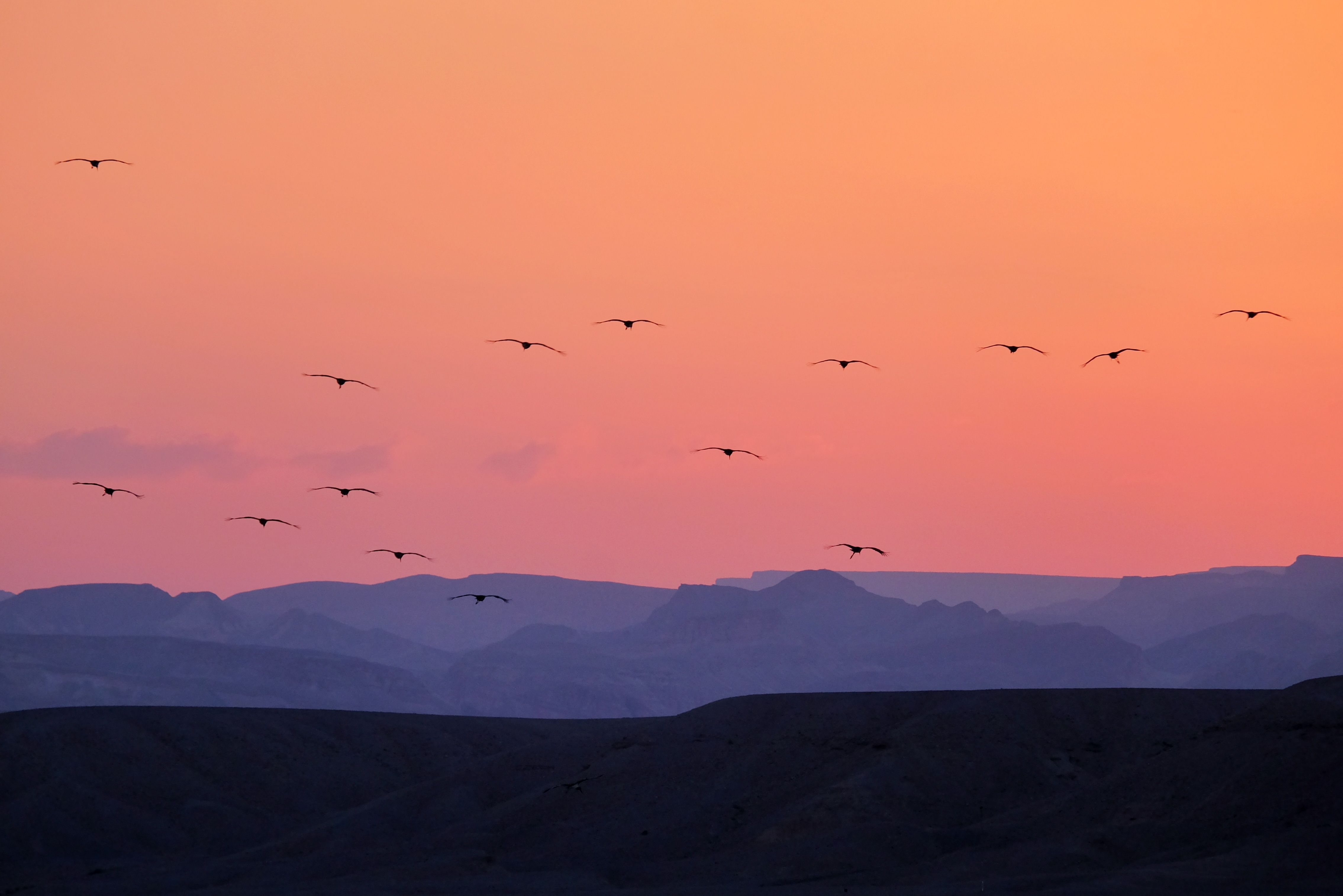 Silhouette of Birds Flying at Dusk · Free Stock Photo