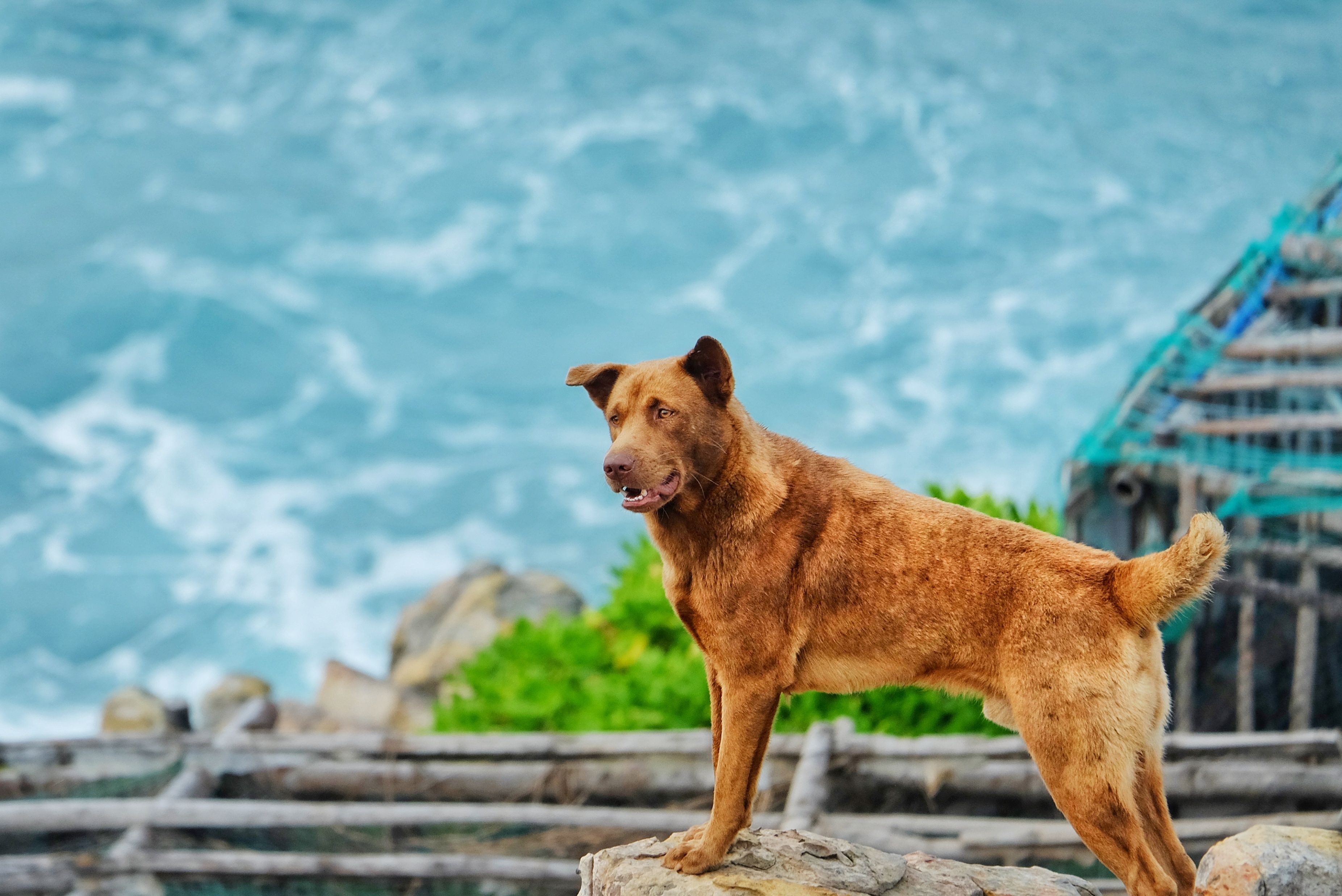 Trend Dog Photos, Download The BEST Free Trend Dog Stock Photos & HD Images