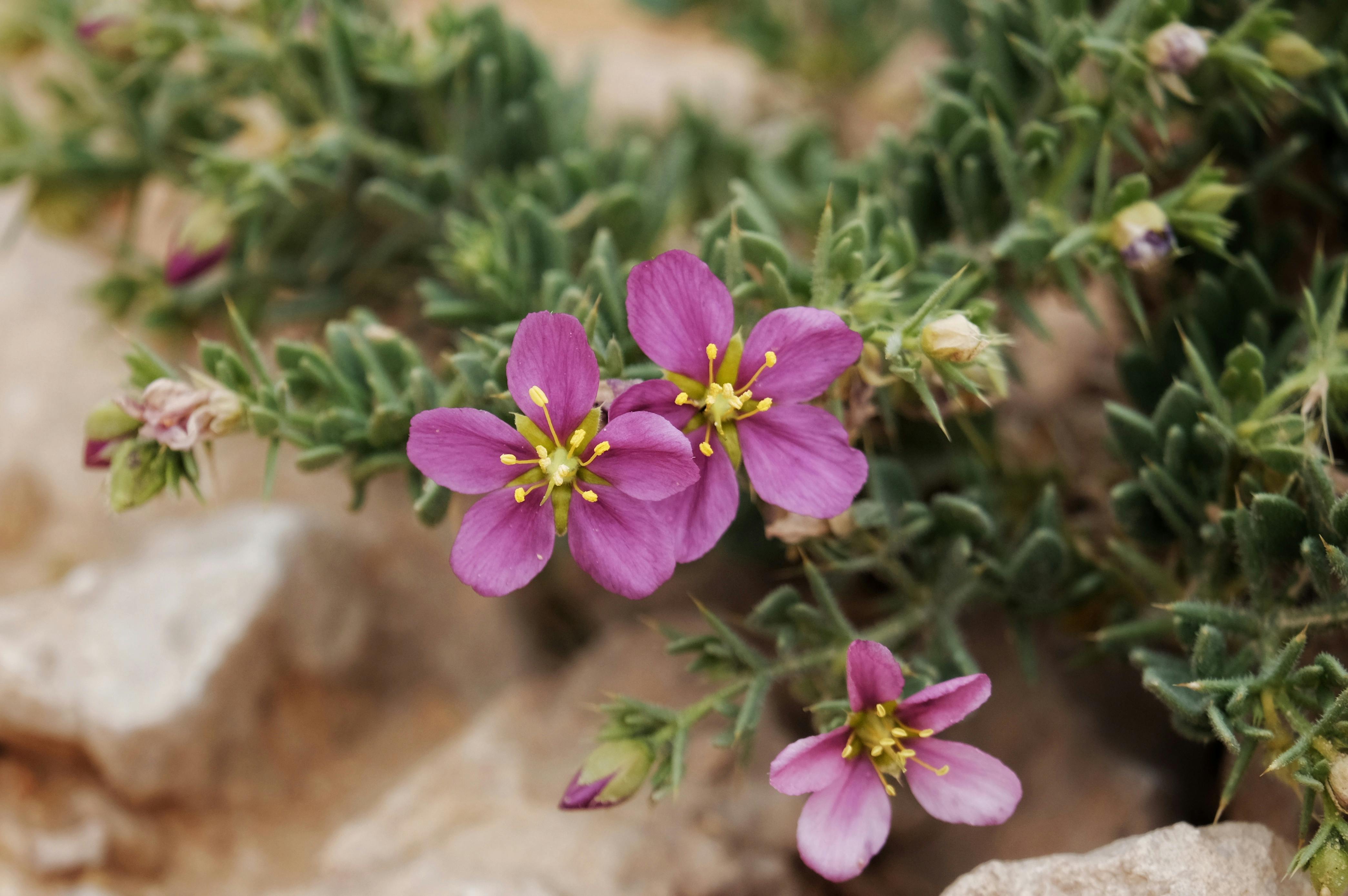 Violet Flowers of Fagonia Cretica Growing on Rocky Ground · Free Stock ...