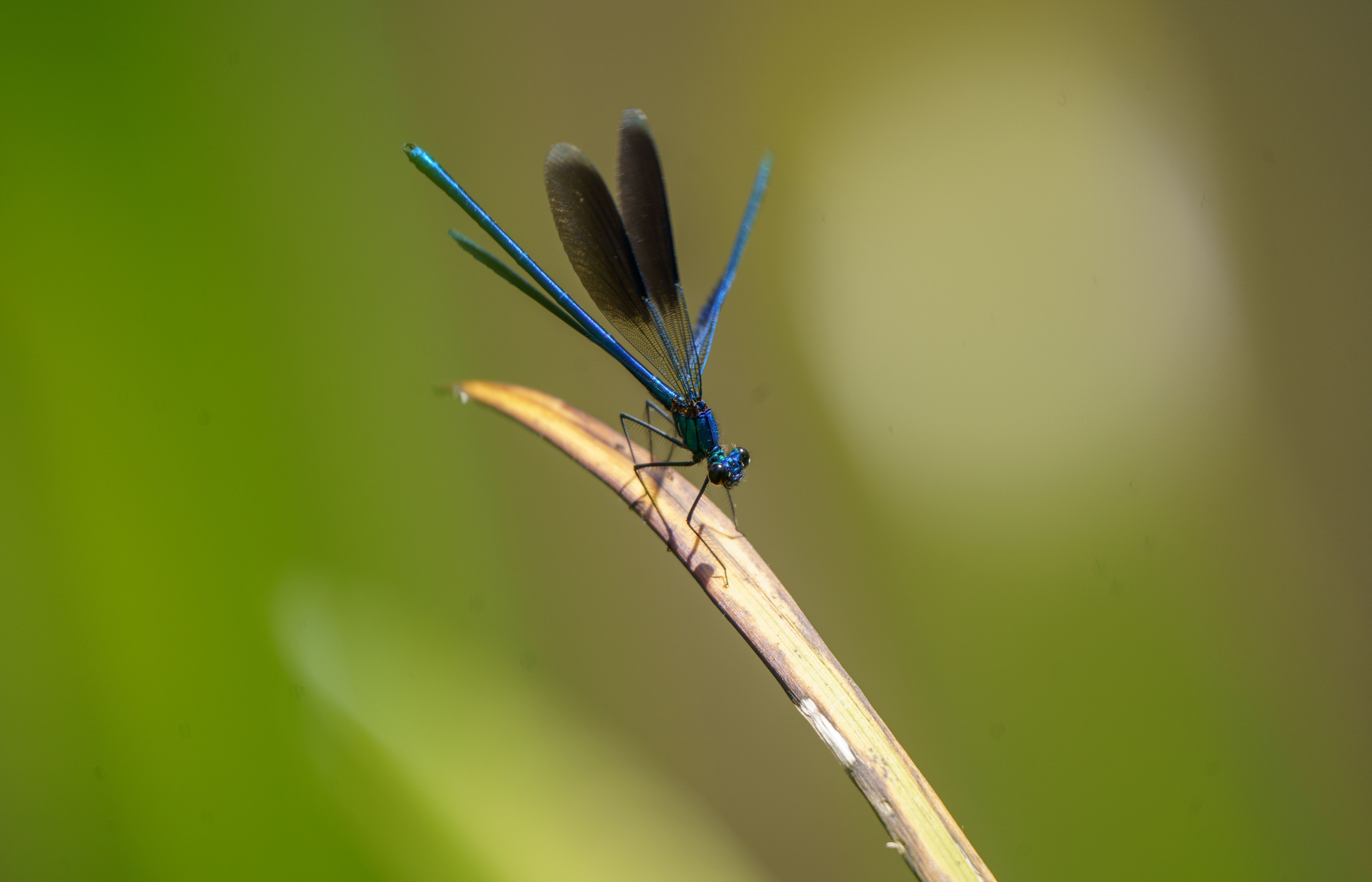 Flying Dragonfly in Nature · Free Stock Photo