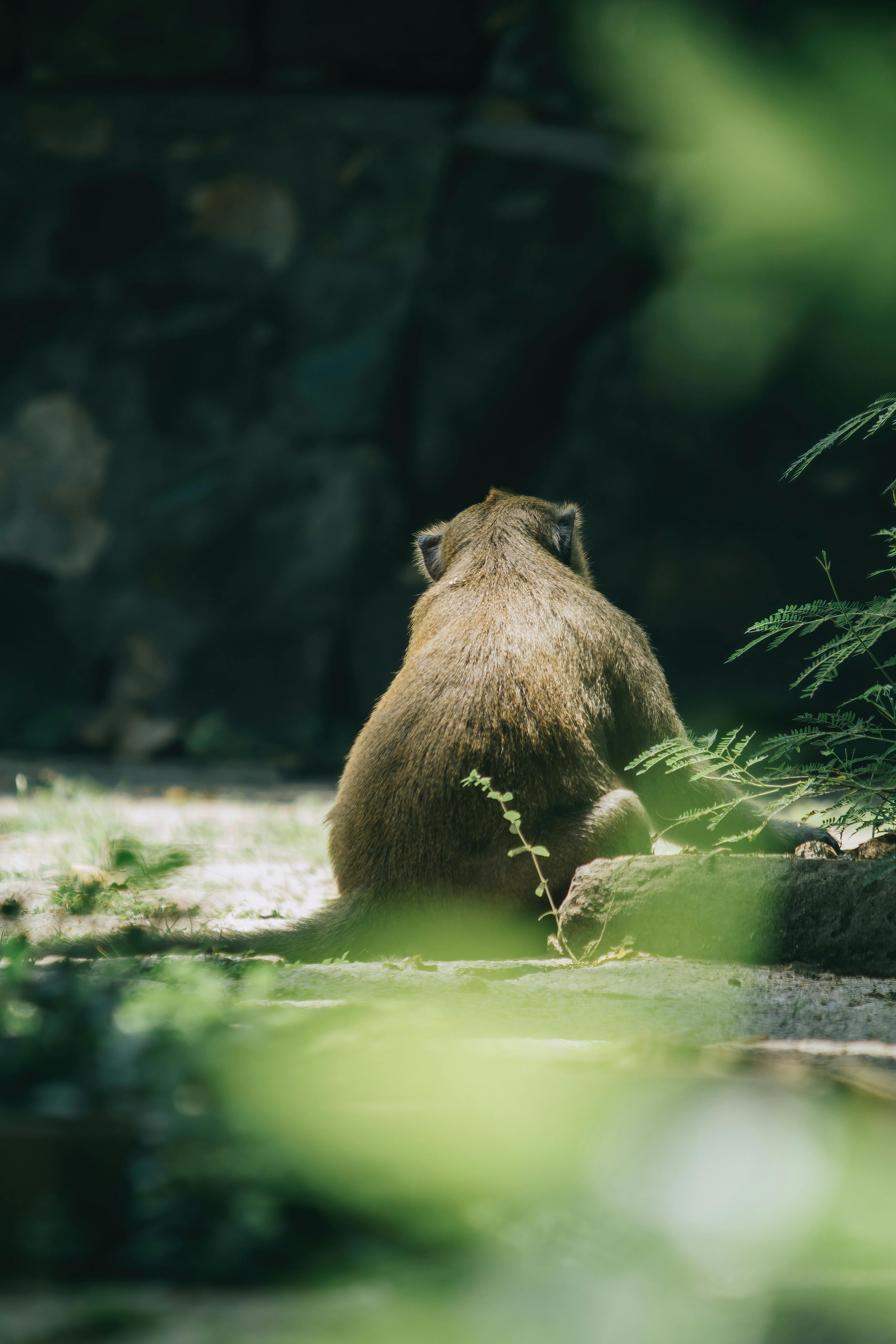 Monkey Facemonkey Texture Texture Photos, Download The BEST Free Monkey ...