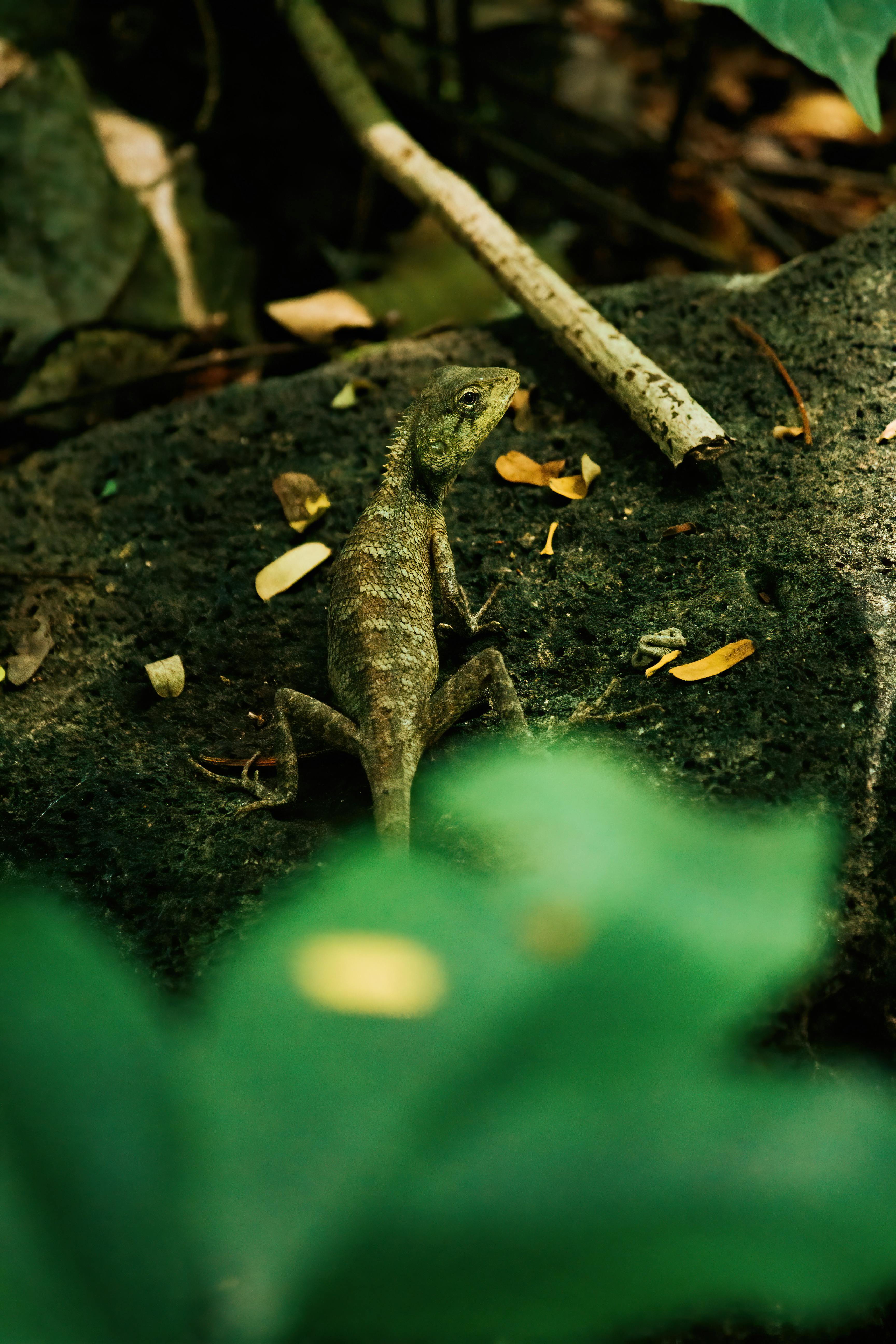 Close-up of a Chameleon · Free Stock Photo