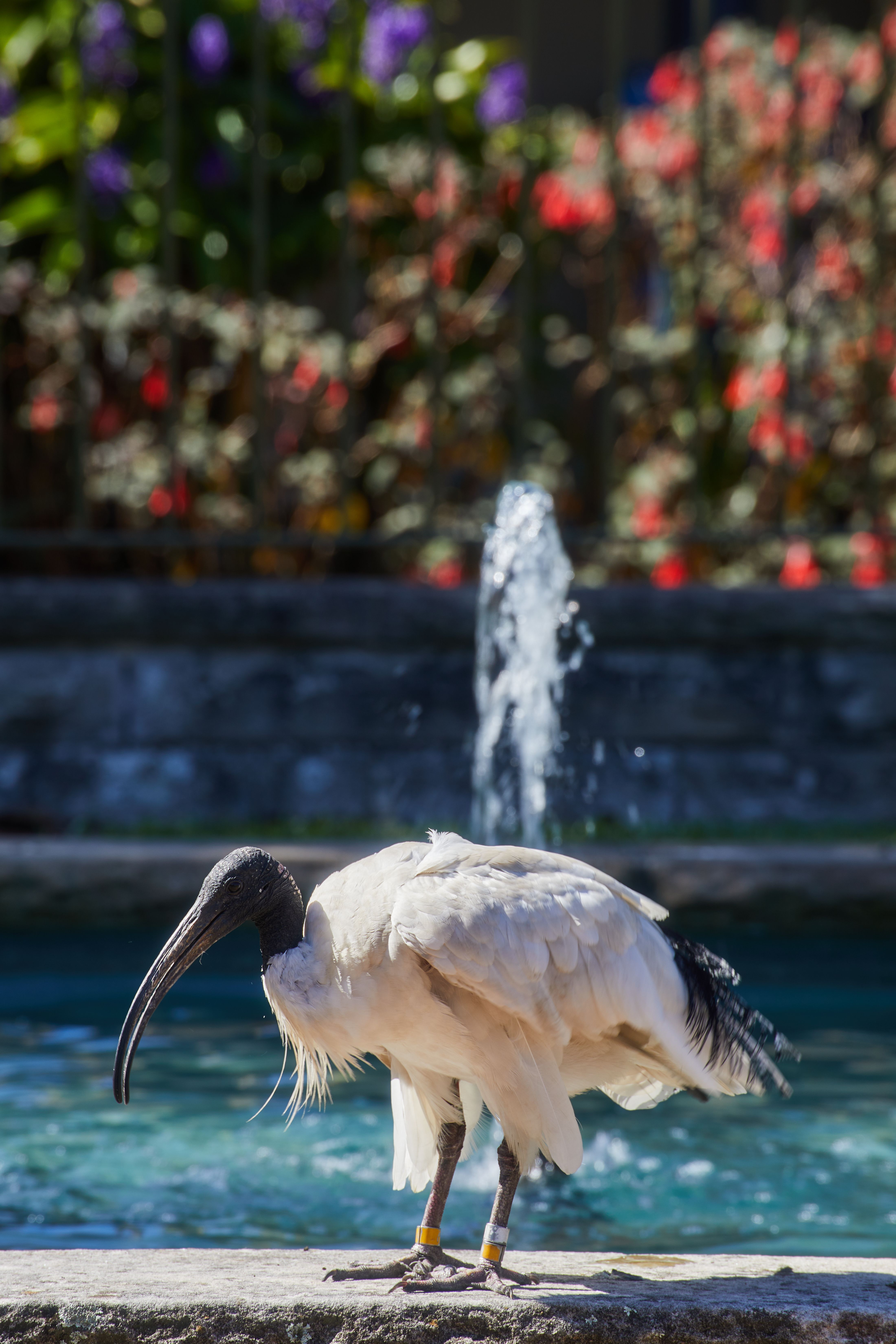 An Ibis in a Forest · Free Stock Photo