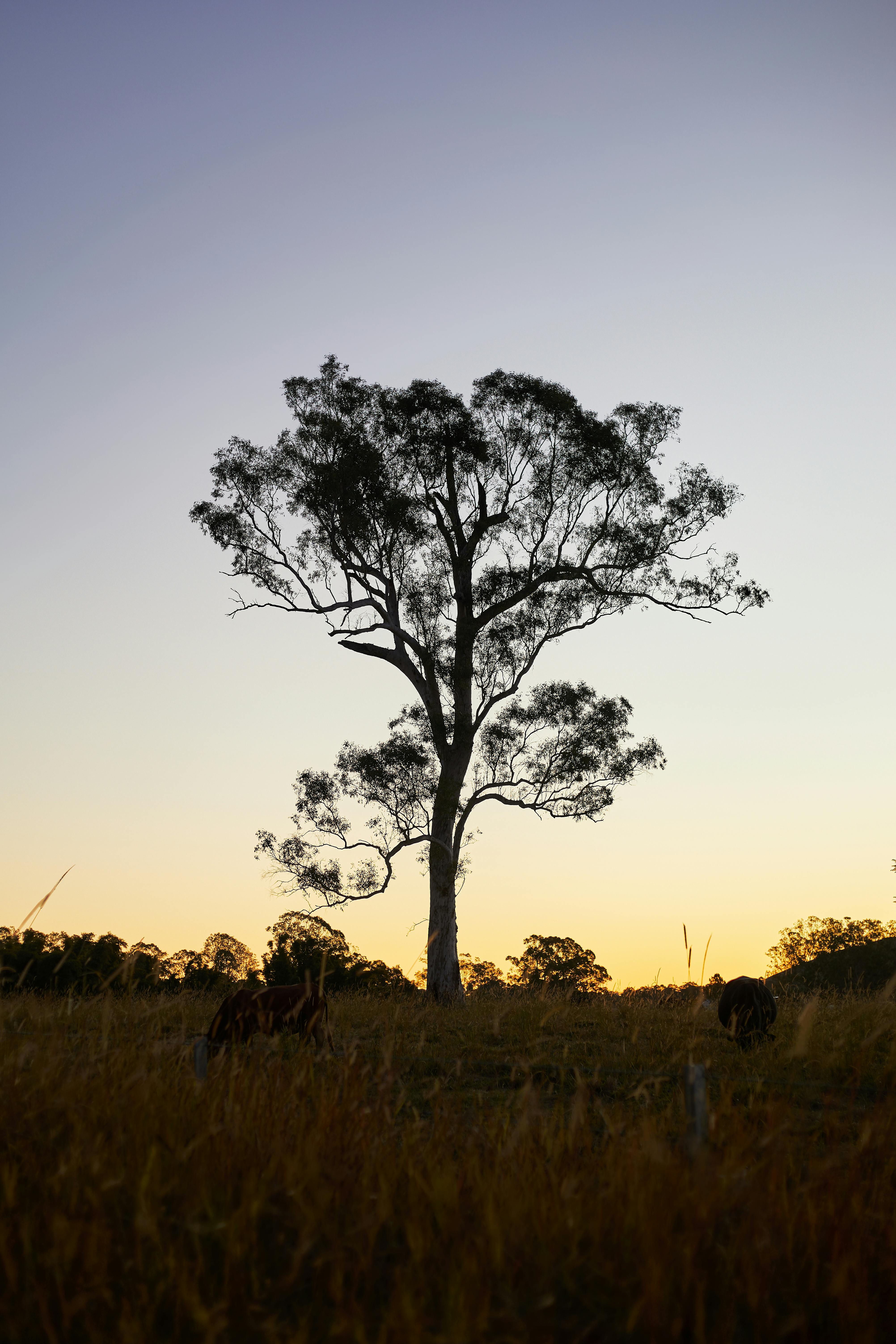 A Silhouetted Tree at Sunset · Free Stock Photo