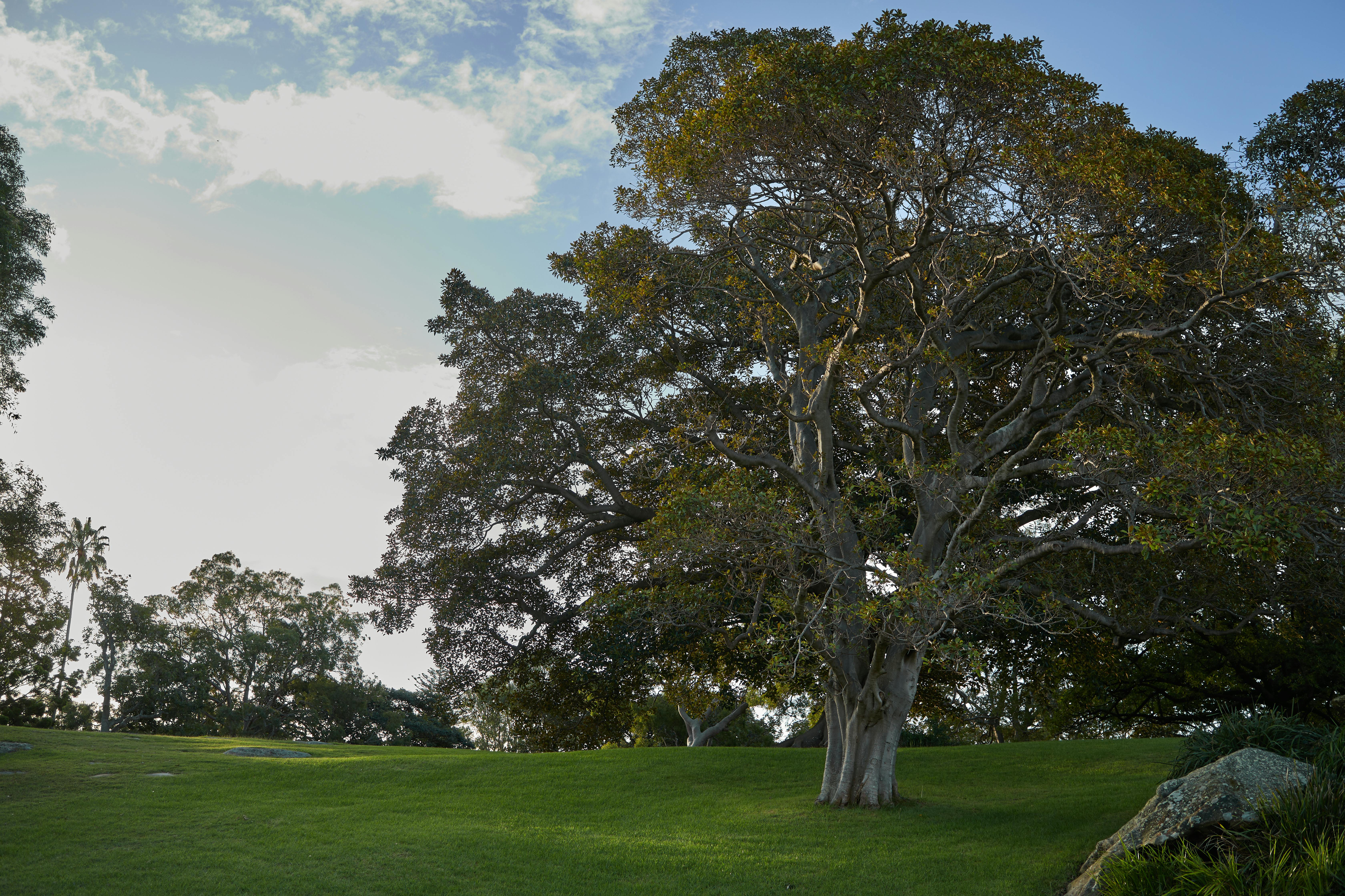 A large tree in a grassy field with a green sky · Free Stock Photo