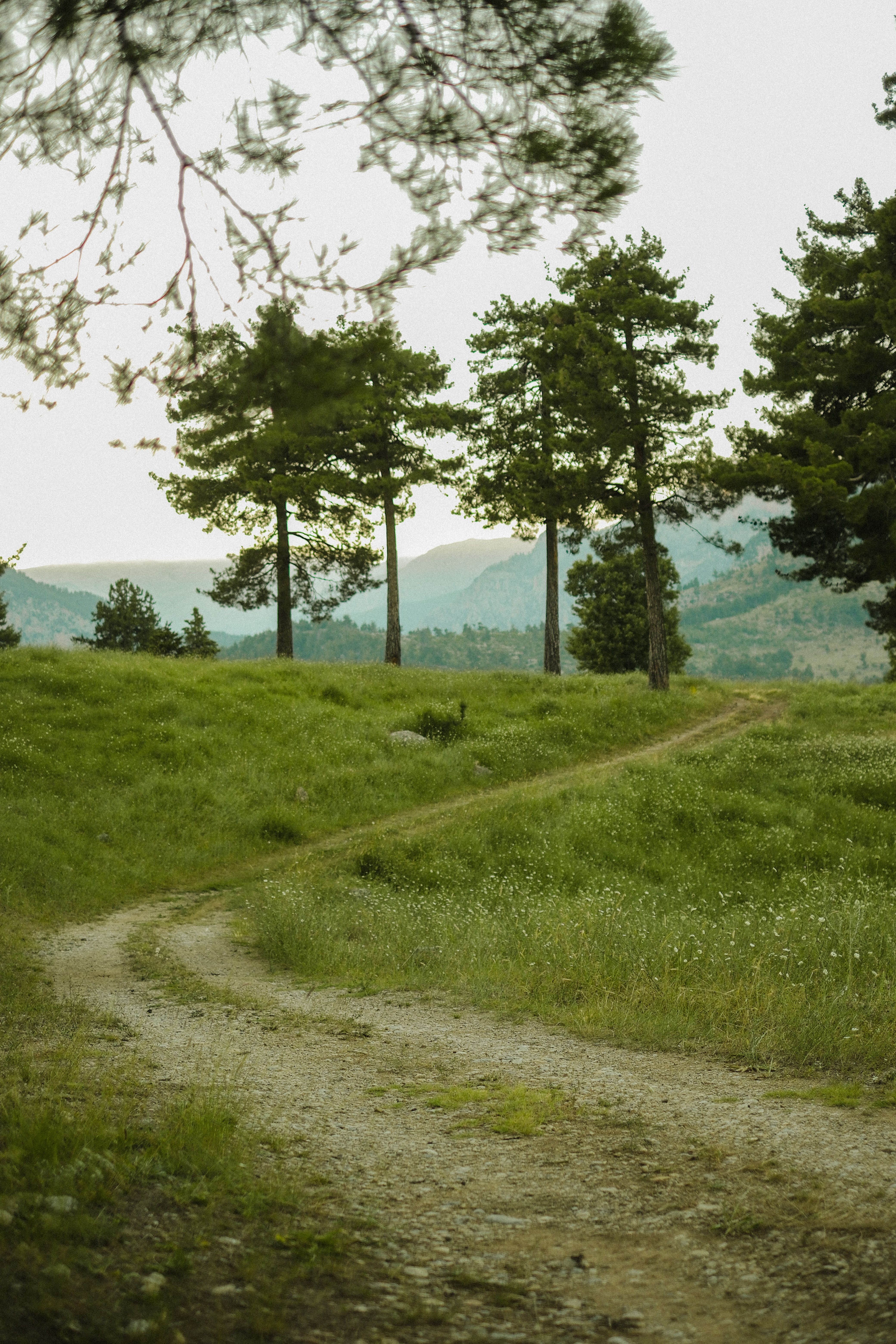 Pathway Between Green Trees at Daytime · Free Stock Photo