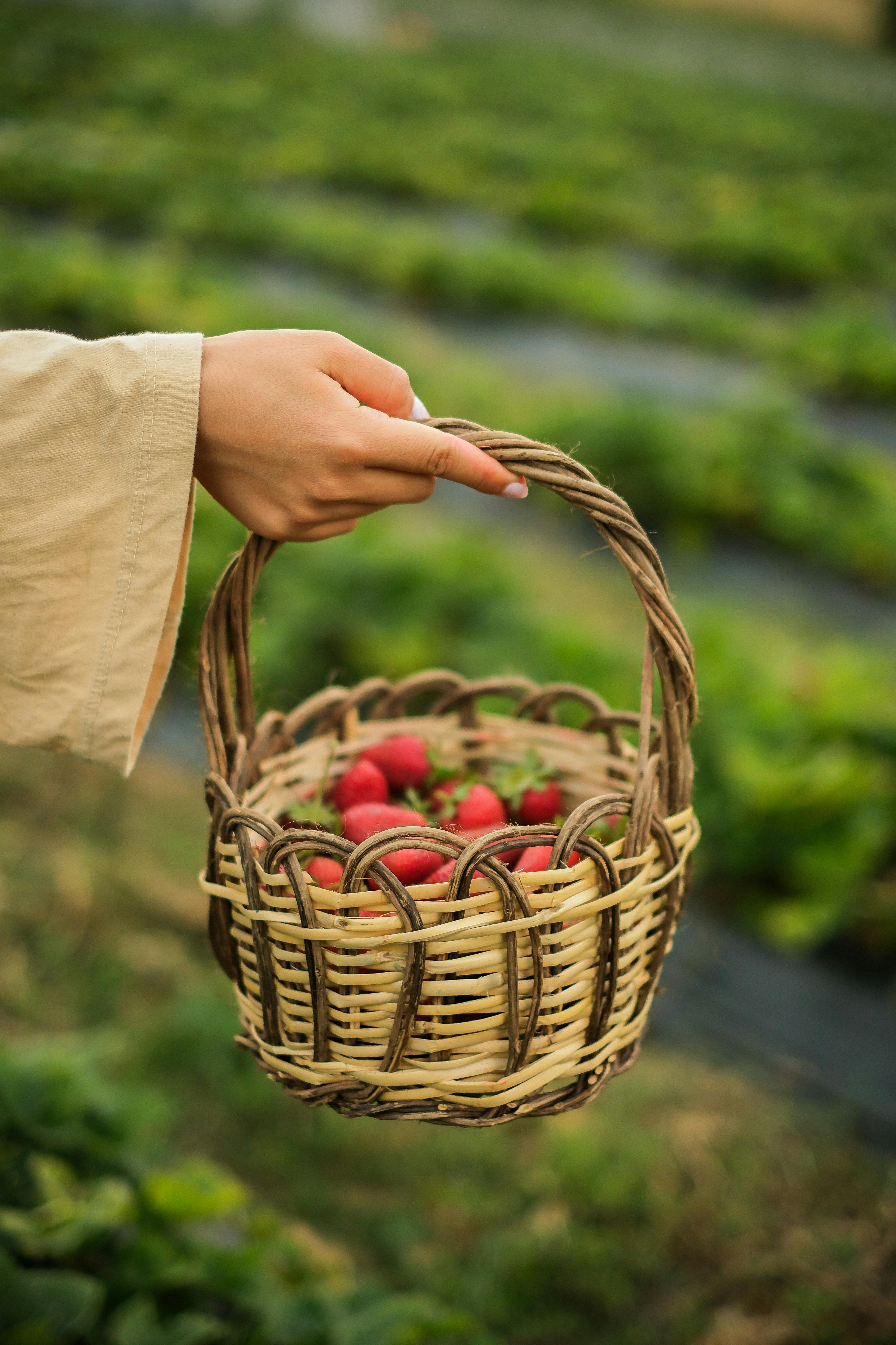 Woman Hand Holding Basket with Strawberries · Free Stock Photo