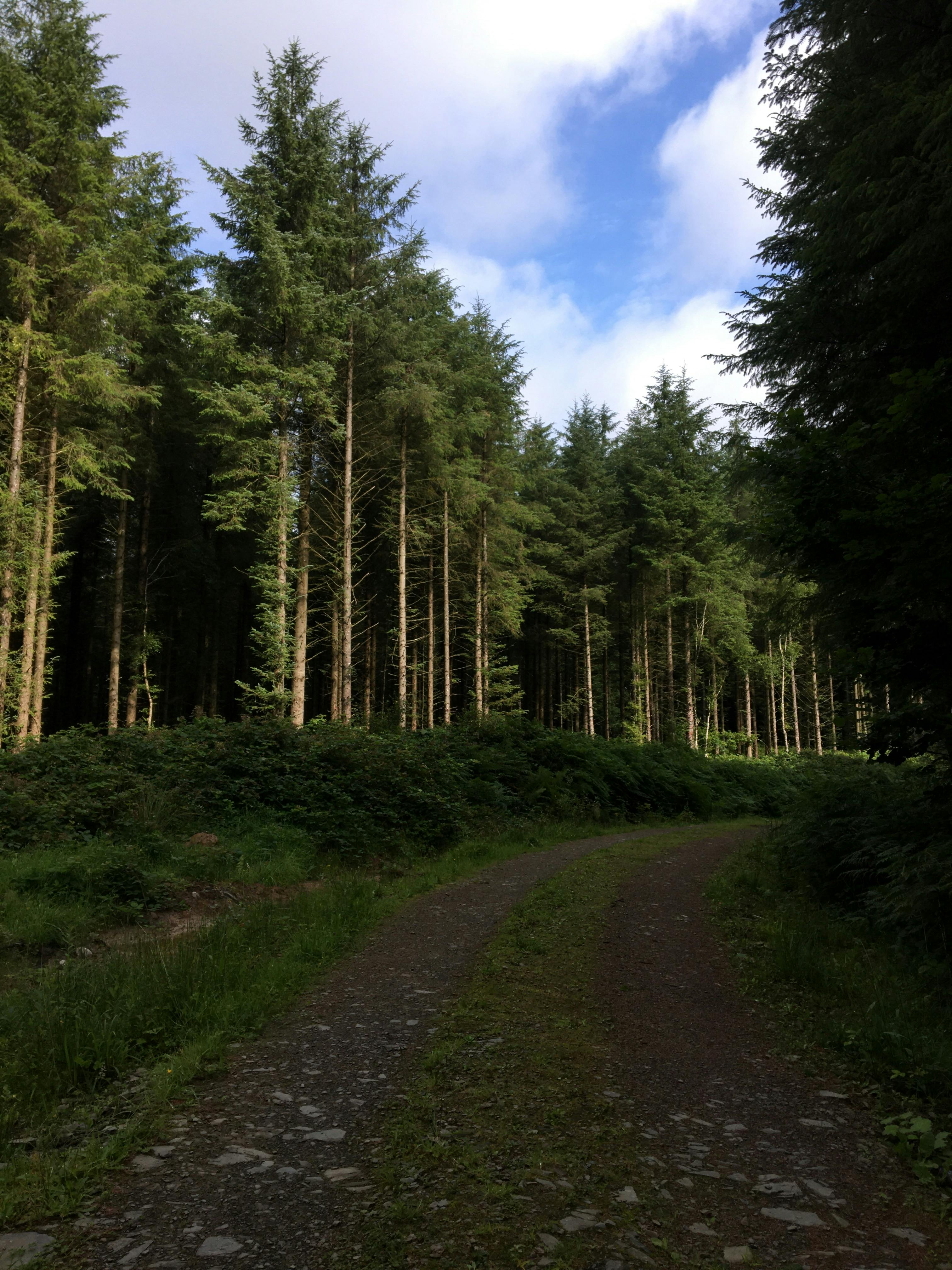 An Unpaved Road in the Forest · Free Stock Photo