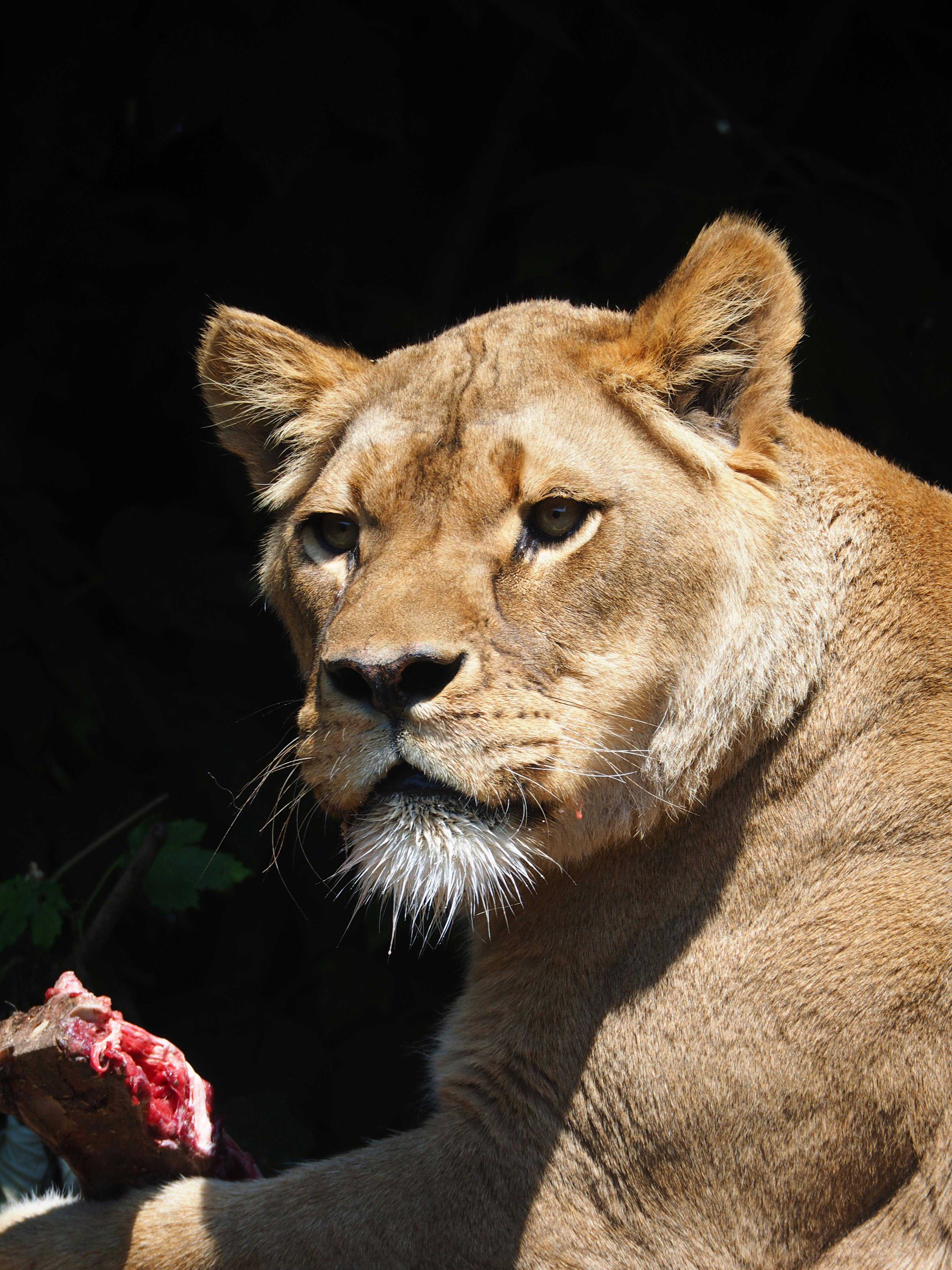 Lioness Resting Above Gray Rock · Free Stock Photo