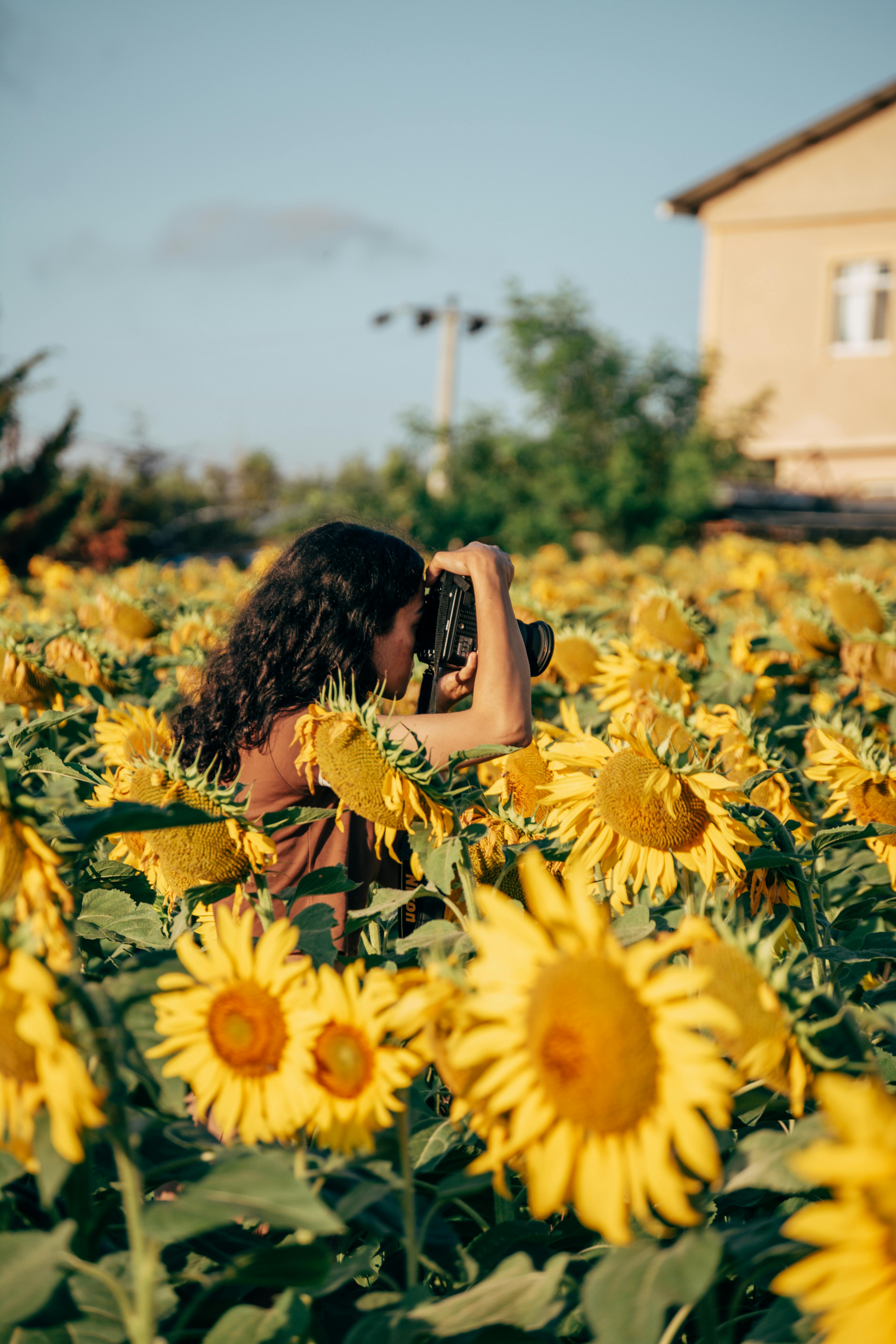 Woman with a Camera Standing in a Sunflower Field · Free Stock Photo