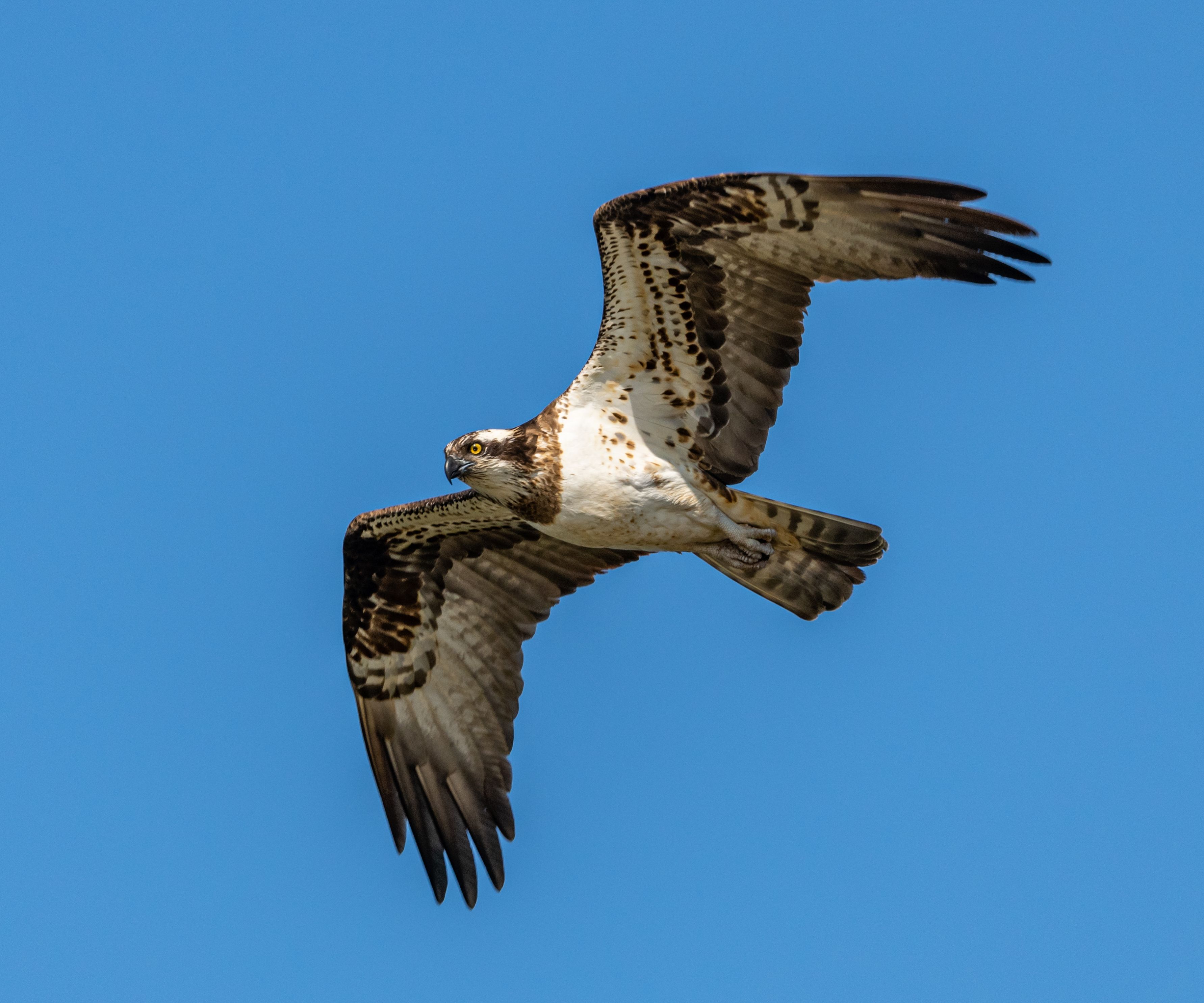 Close up of an Osprey Flying · Free Stock Photo