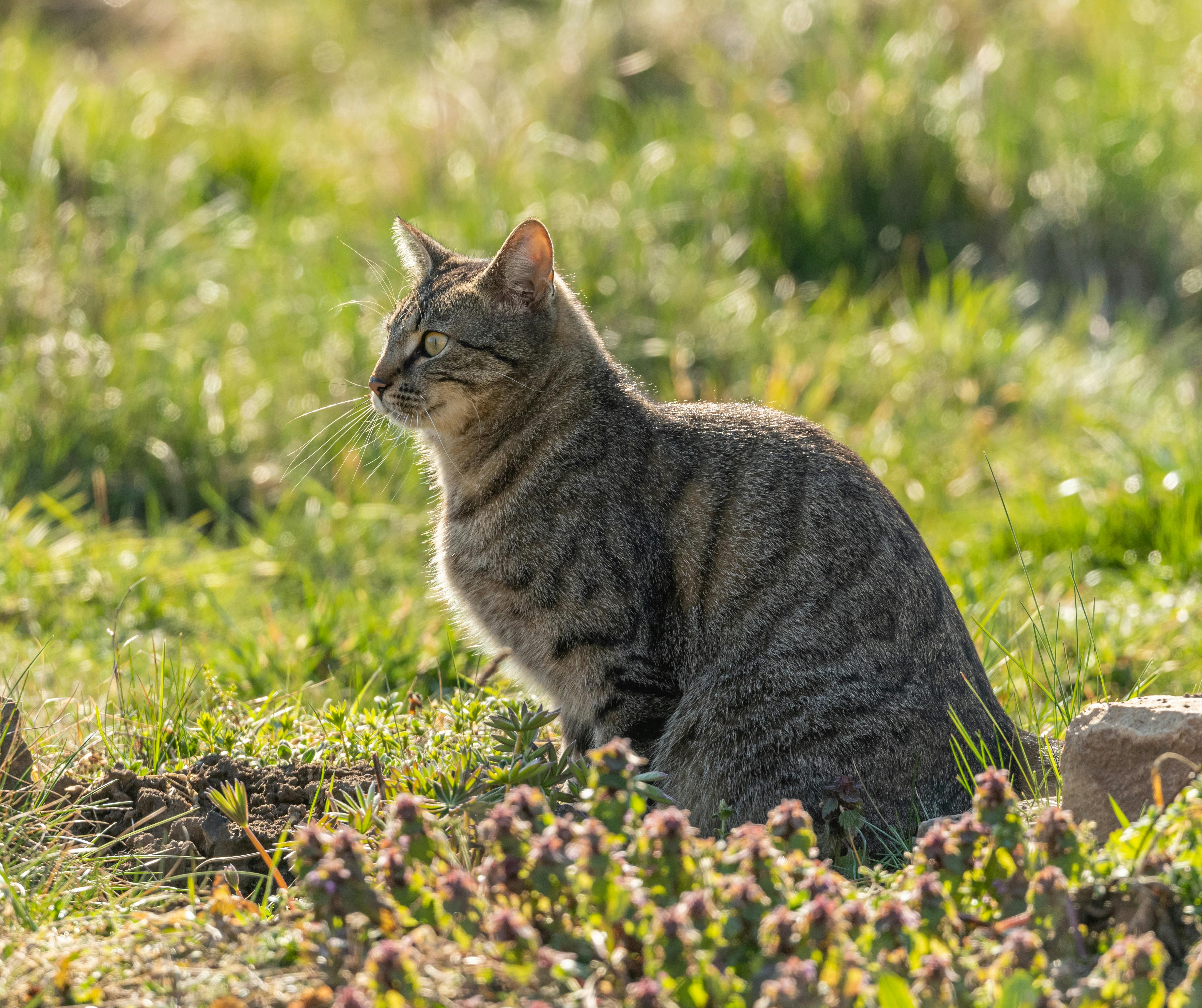 Close up of Cat · Free Stock Photo