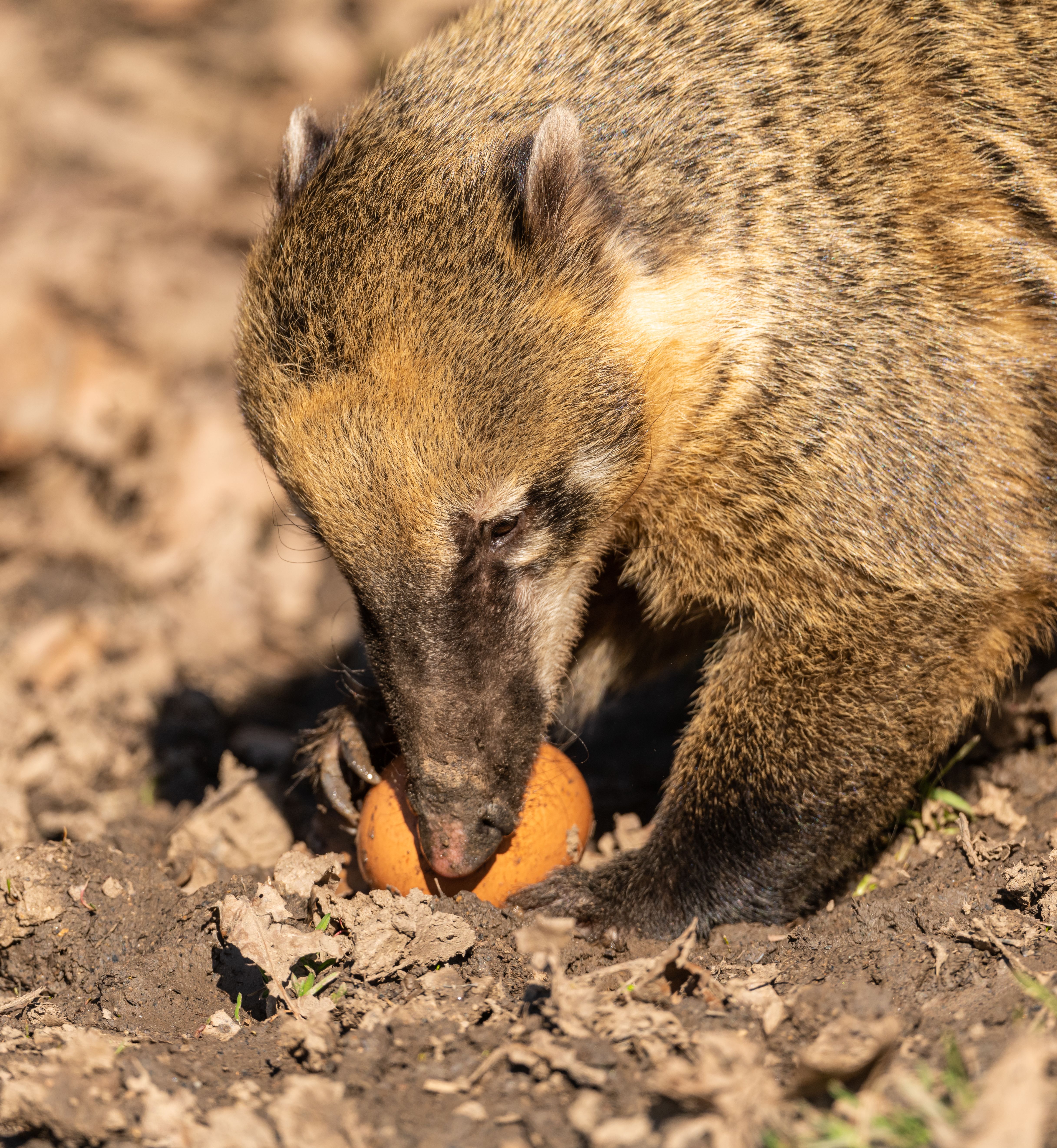 Close-up of a South American Coati · Free Stock Photo