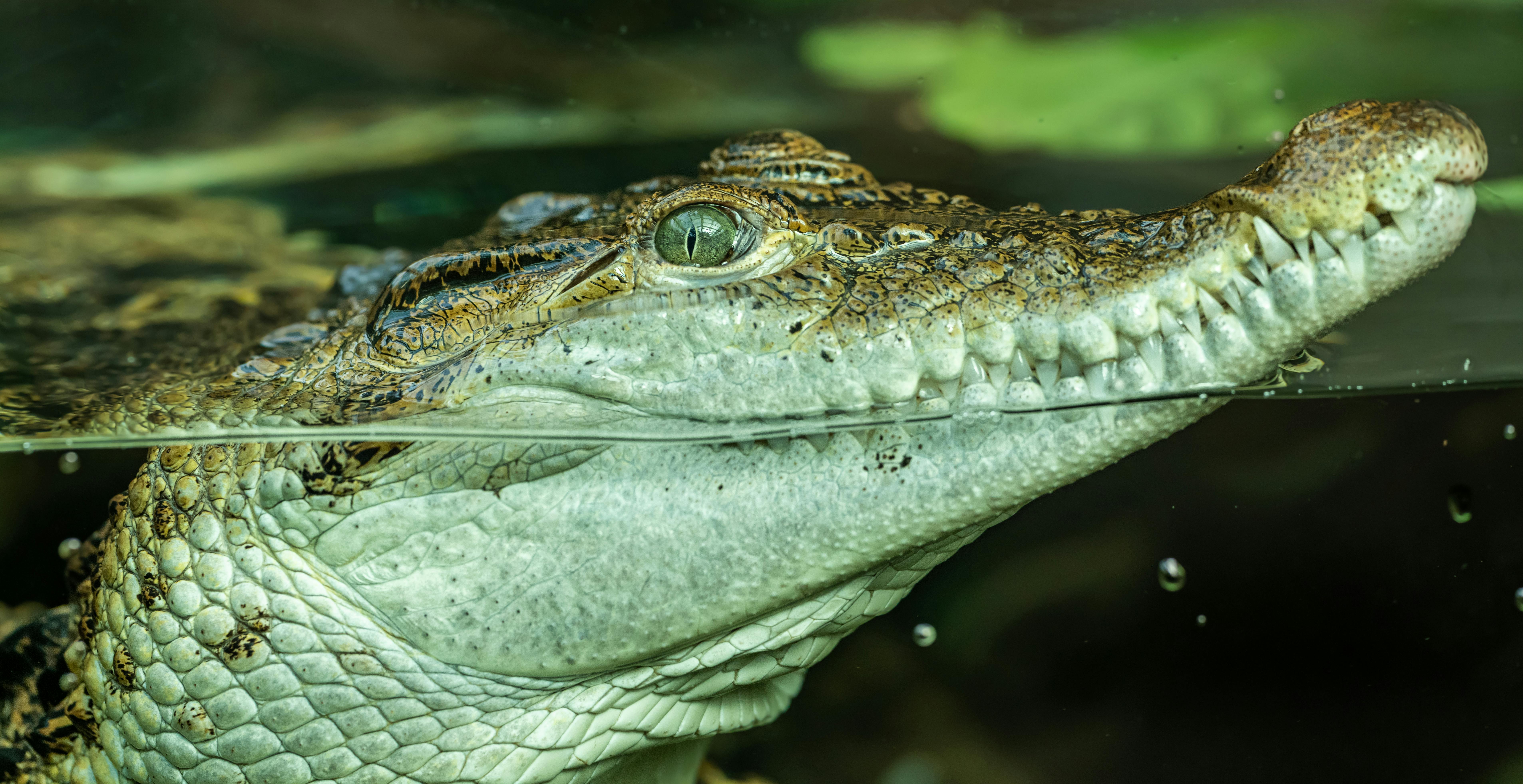 A Crocodile in Water · Free Stock Photo