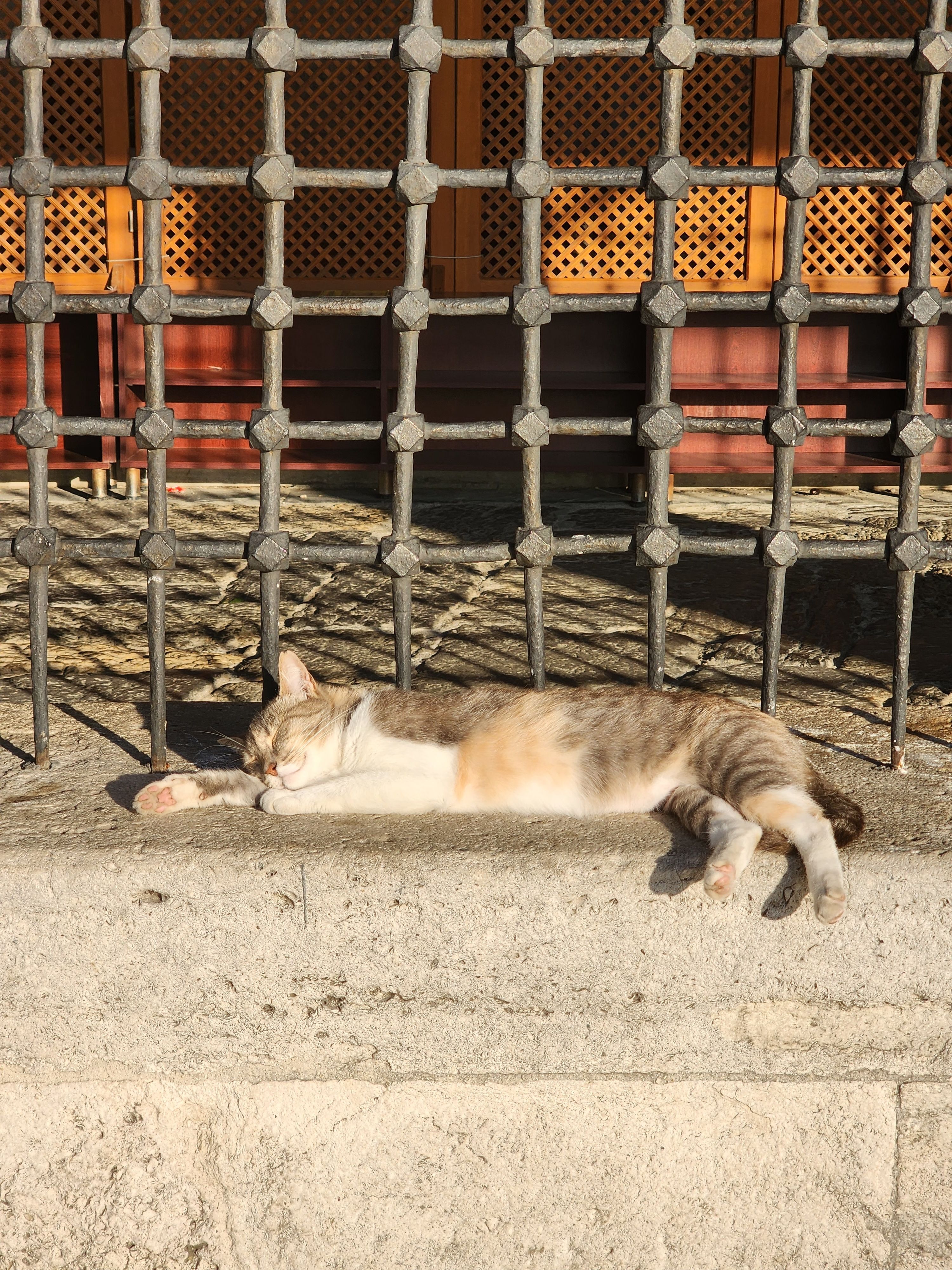 Feral Tabby Cat Sleeping on a Street by an Iron Fence · Free Stock Photo