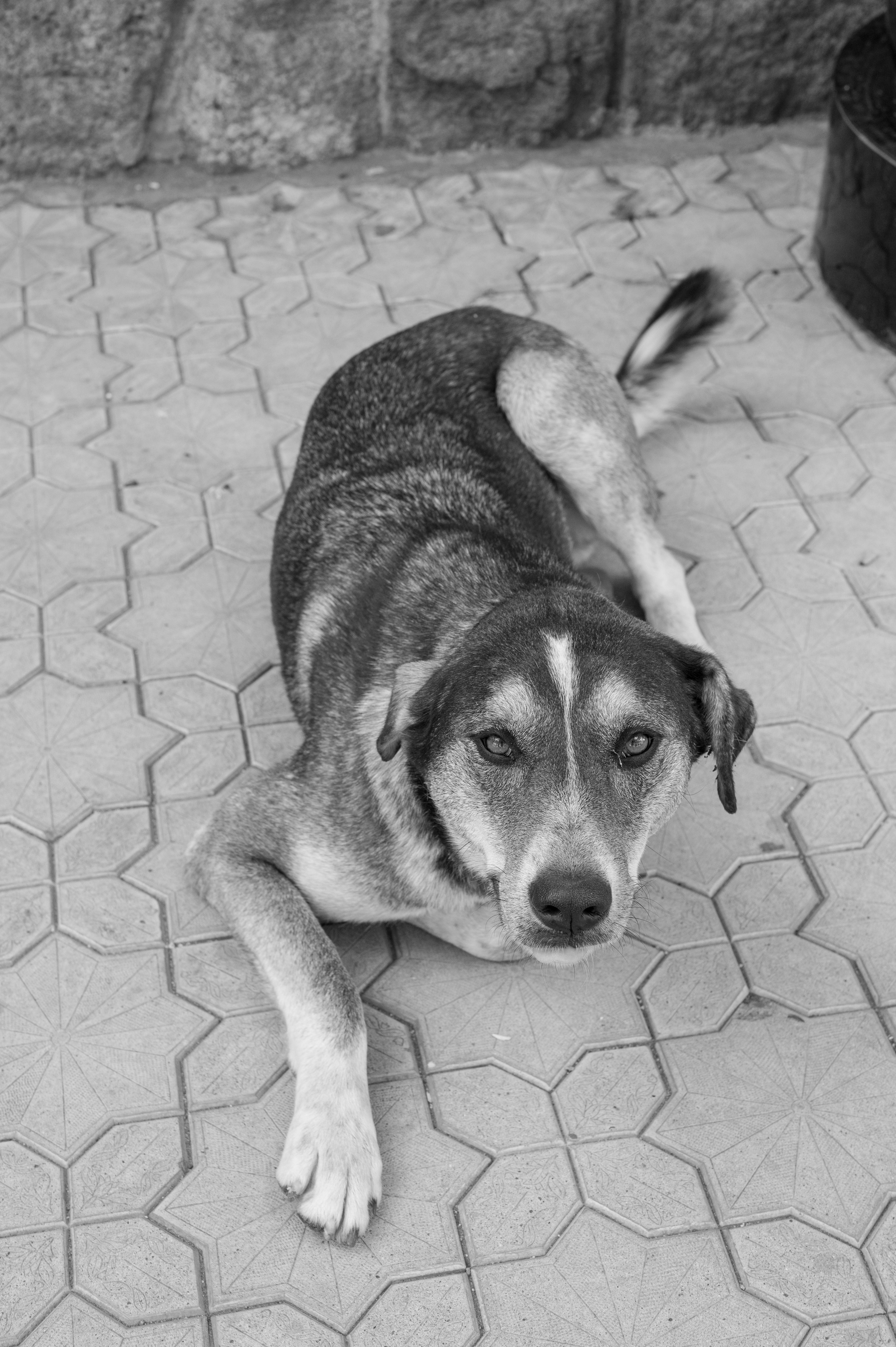 Canine Dyrebilleder Photos, Download The BEST Free Canine Dyrebilleder ...