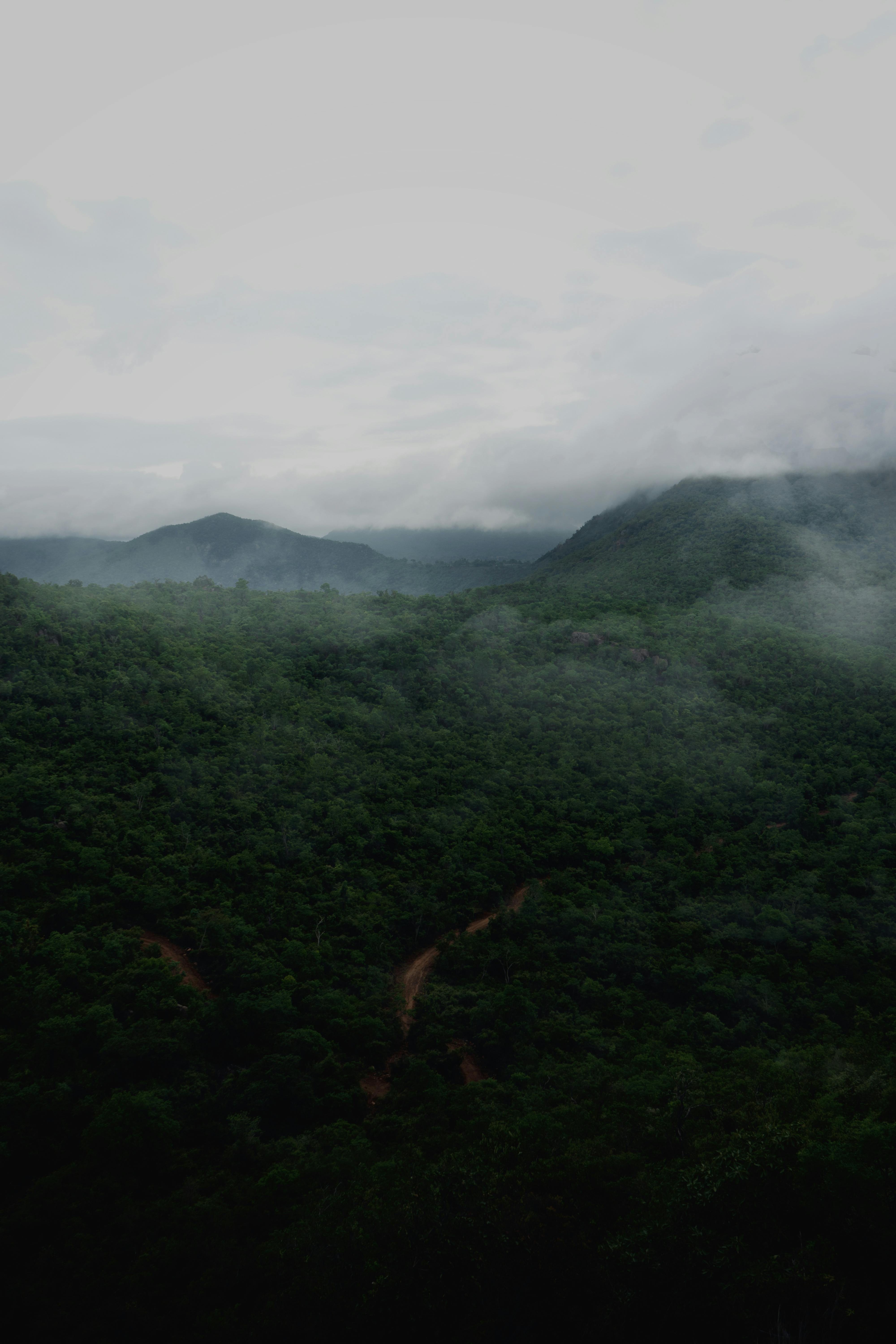 Drone Shot of Green Forest · Free Stock Photo