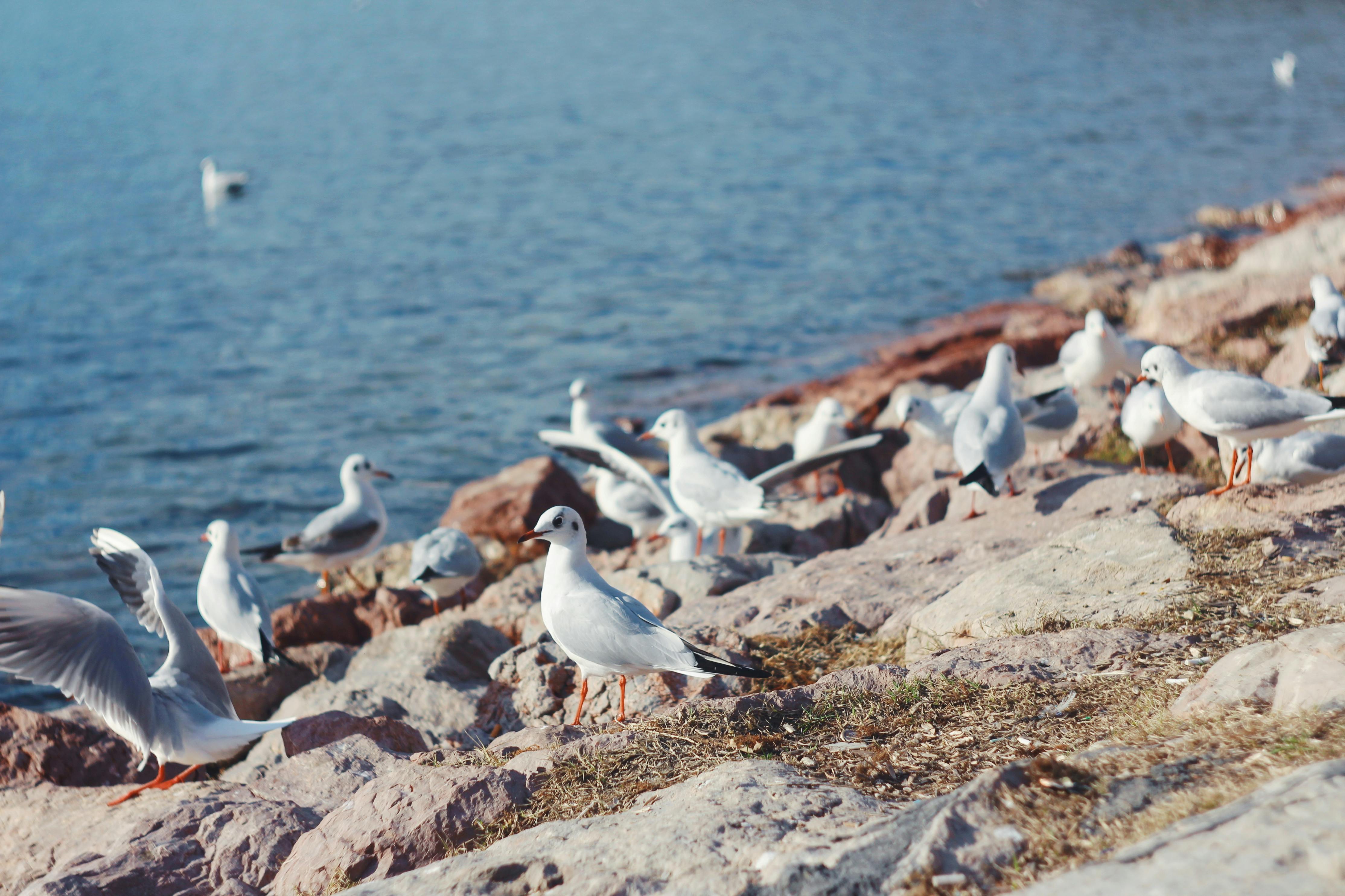 Pinching Birds Photos, Download The BEST Free Pinching Birds Stock ...