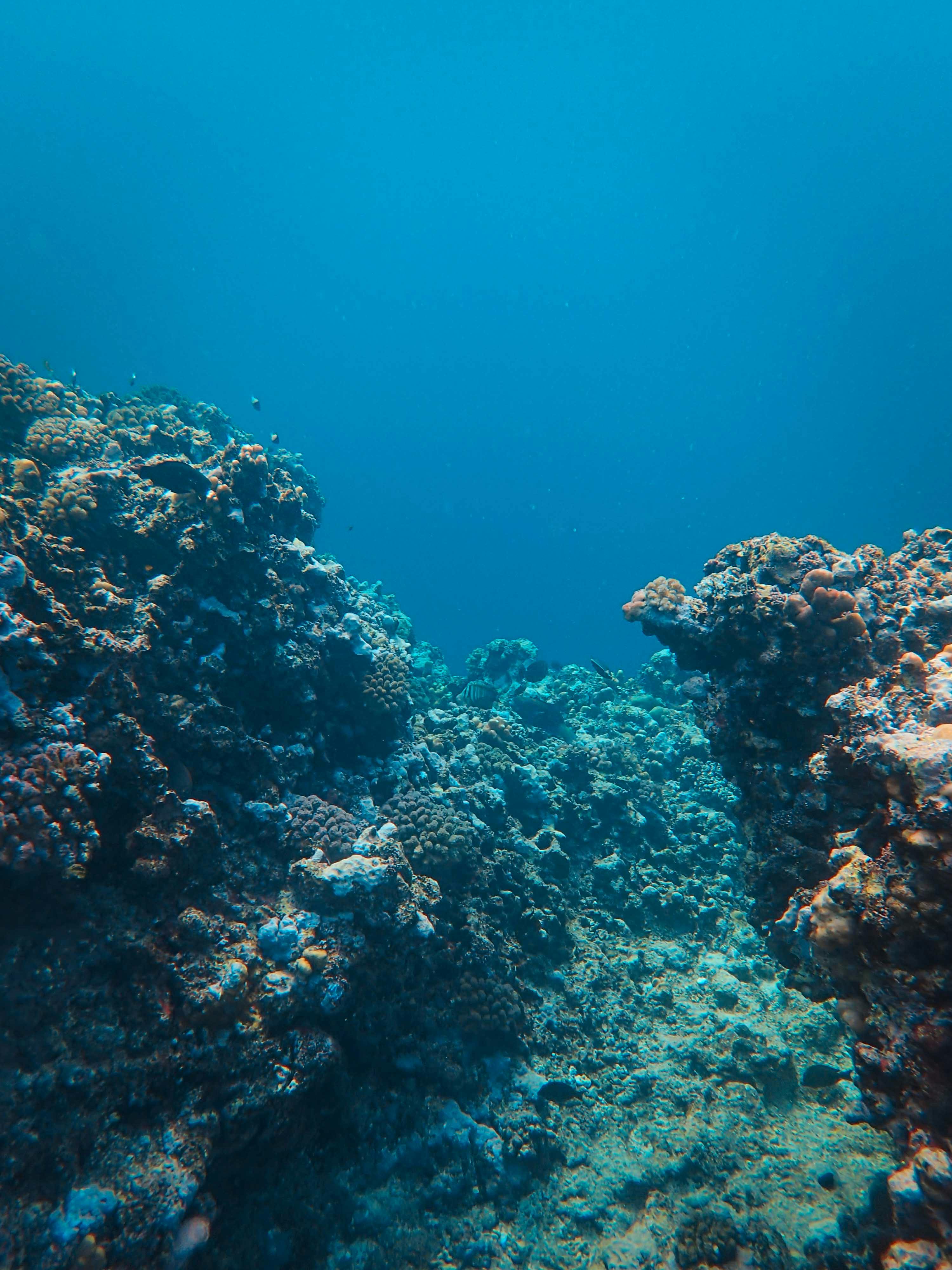 Coral reef on sea bottom · Free Stock Photo