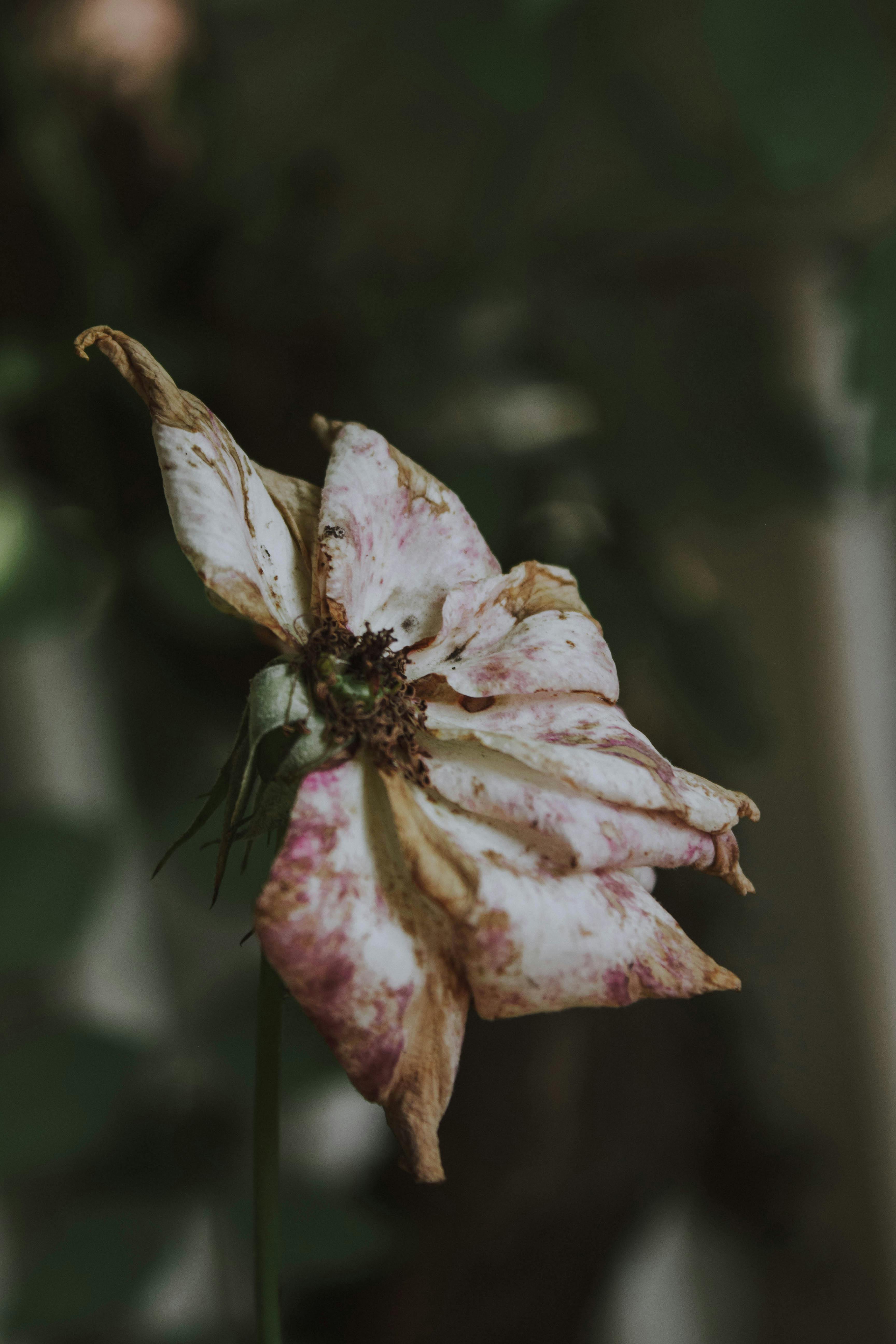 Withering Flower Losing its Petals · Free Stock Photo