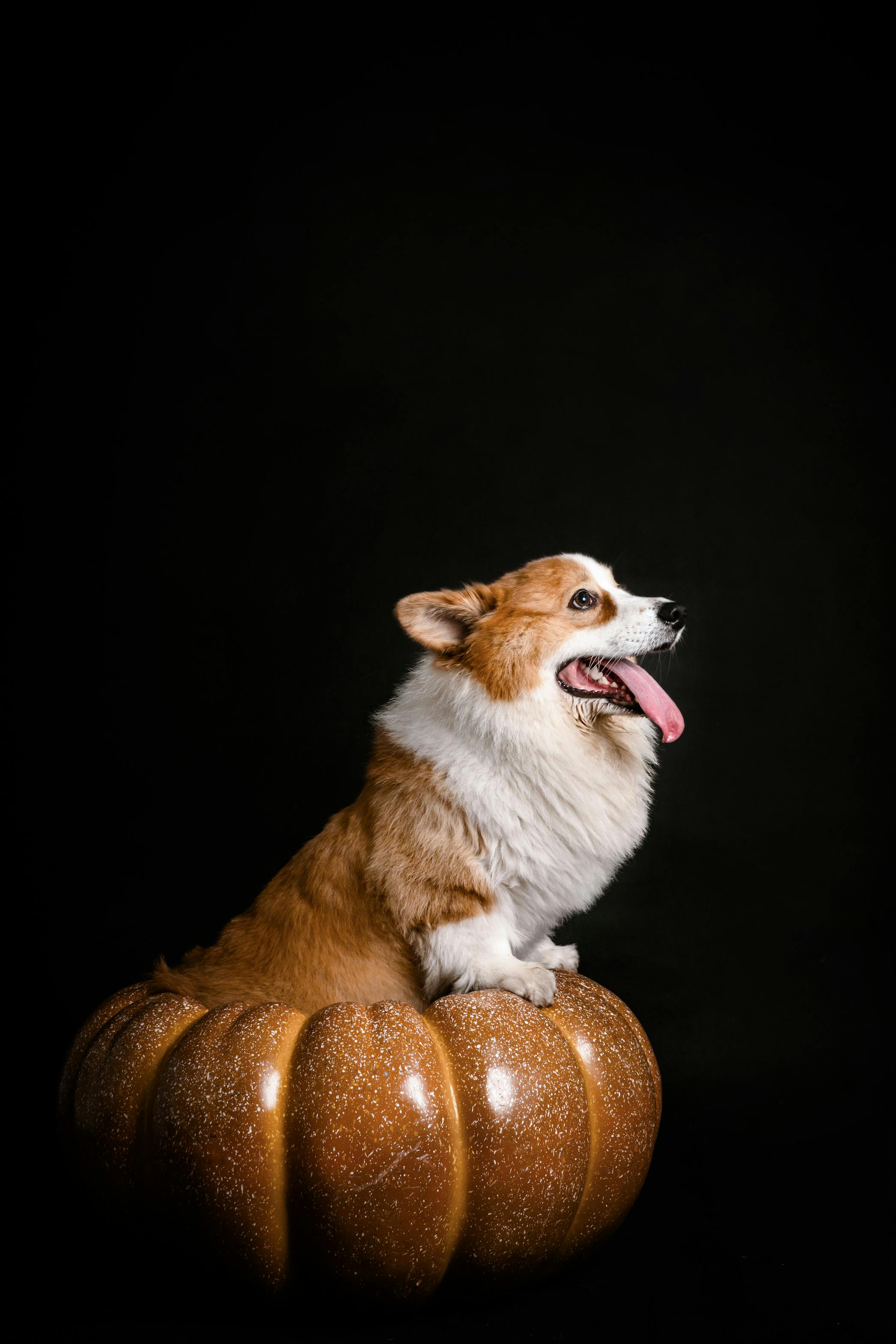 Cute Corgi on Pumpkin in Studio · Free Stock Photo