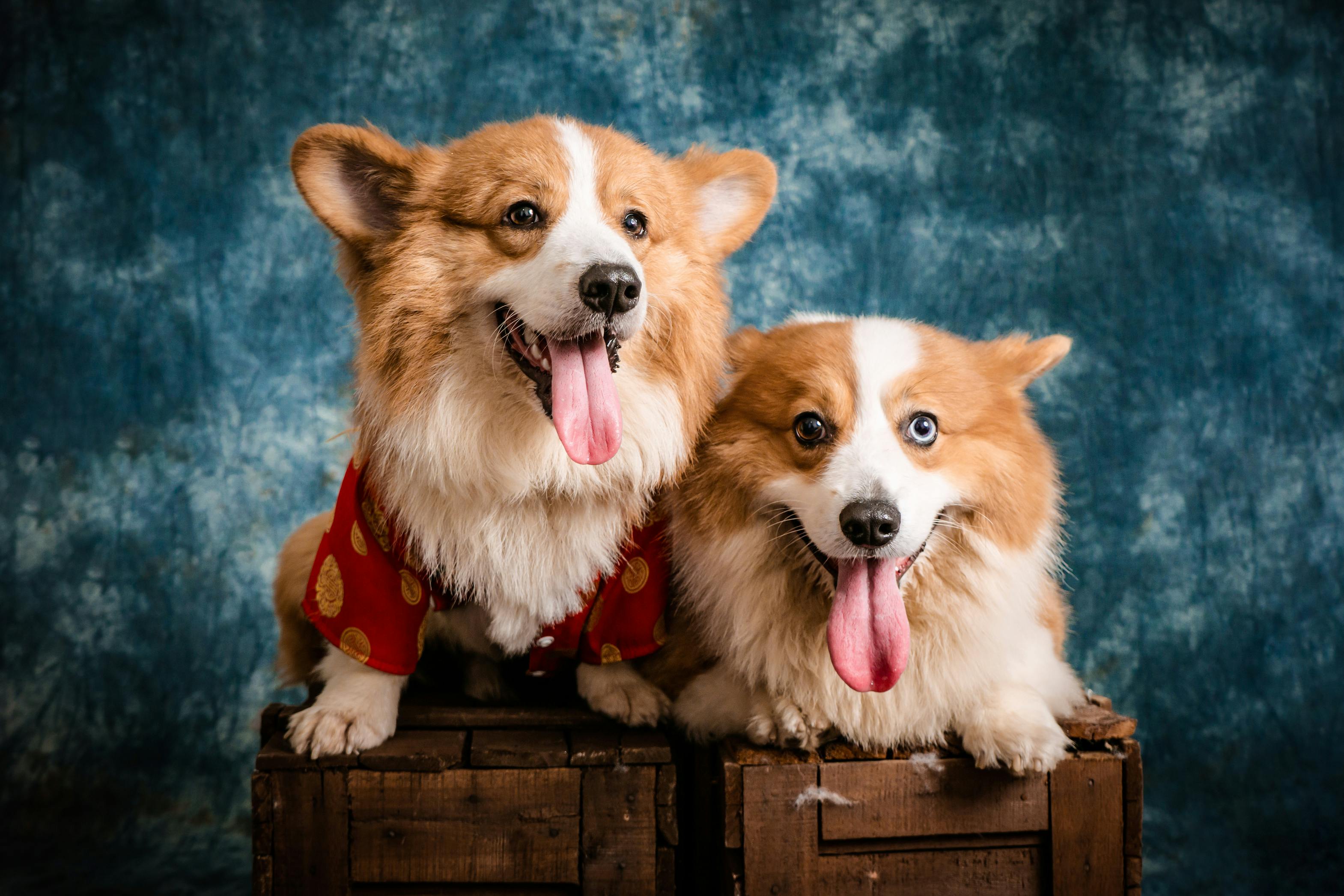 Dow Dogs Photos, Download The BEST Free Dow Dogs Stock Photos & HD Images