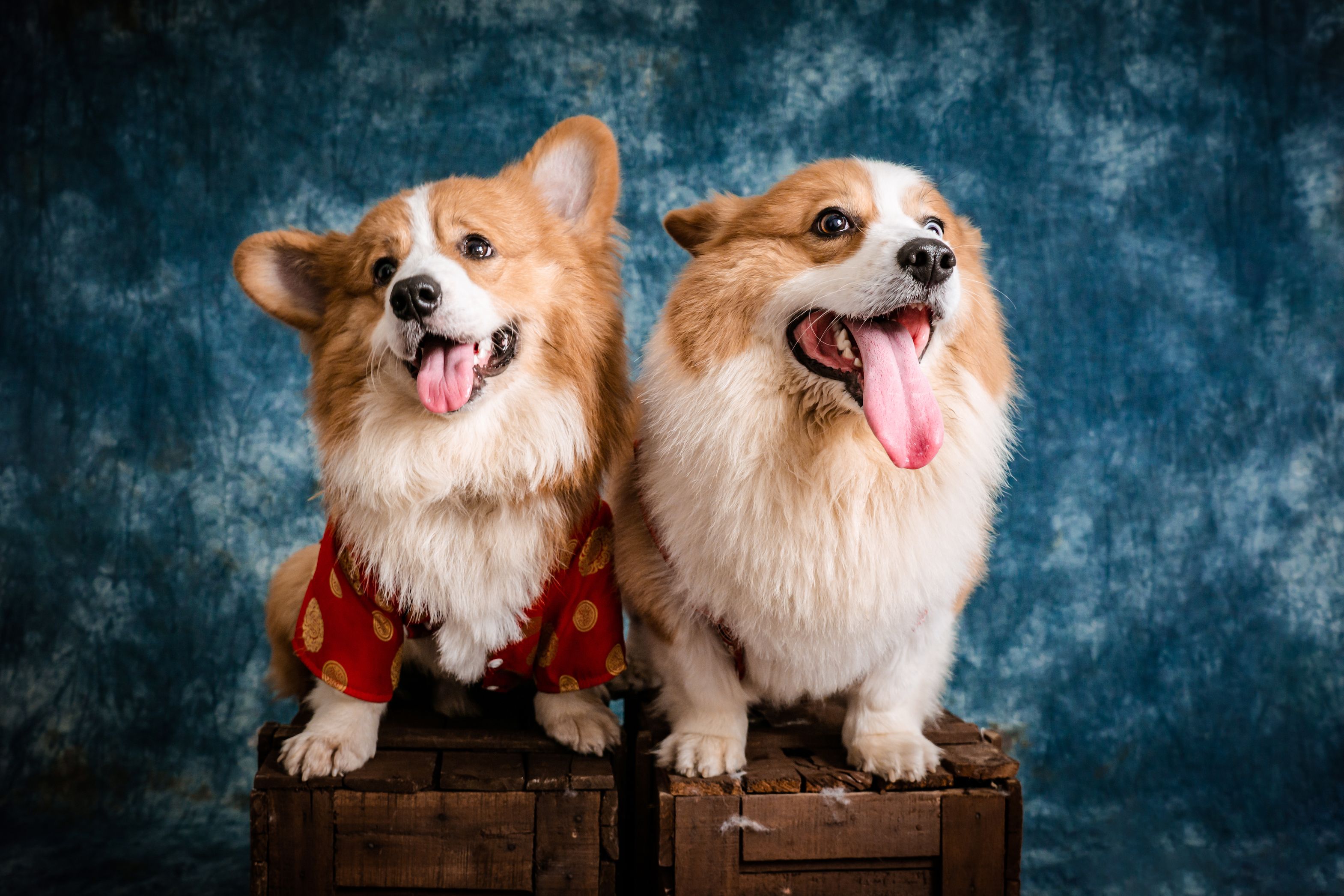 Dow Dogs Photos, Download The BEST Free Dow Dogs Stock Photos & HD Images