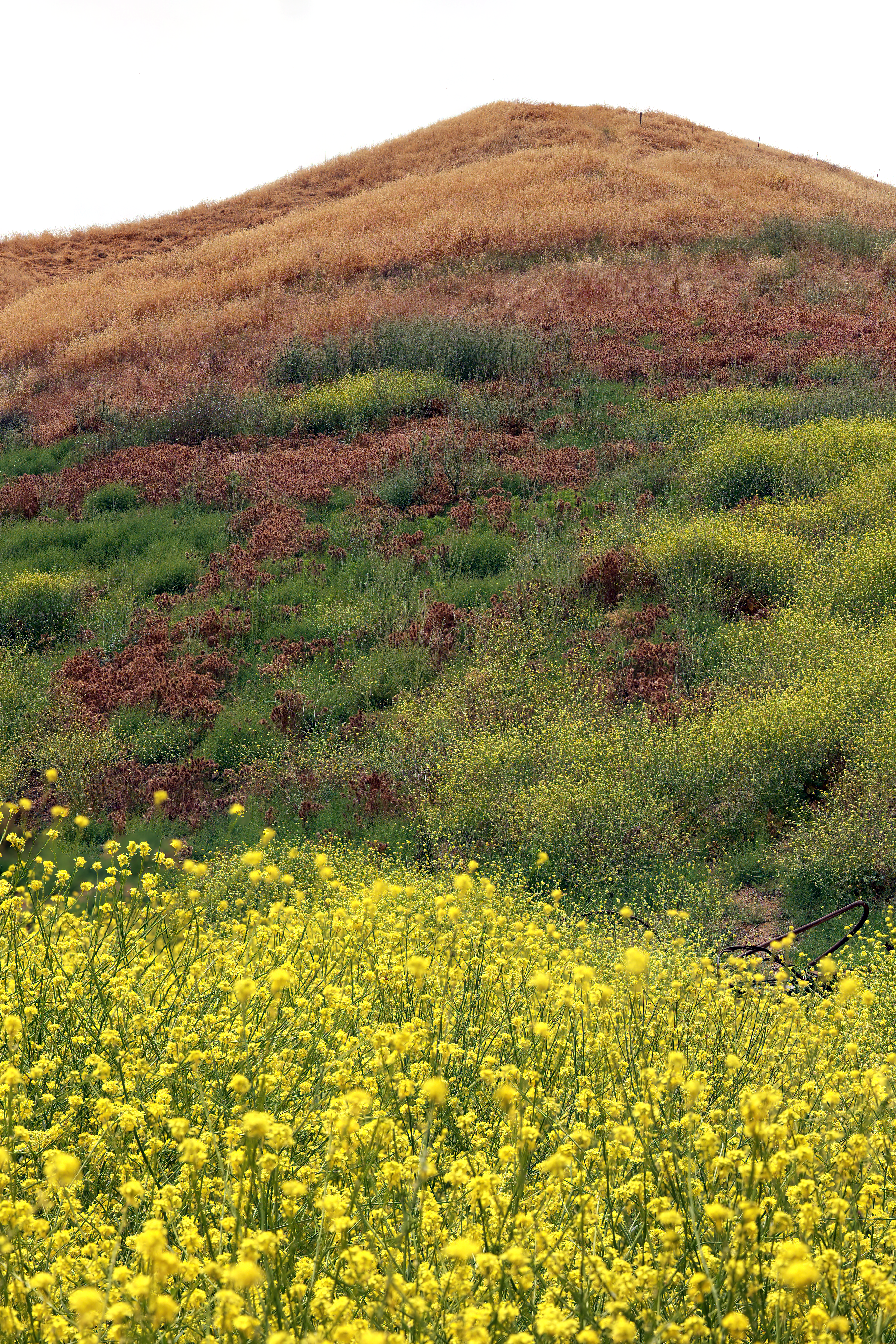 Yellow Flowers and Hill behind · Free Stock Photo