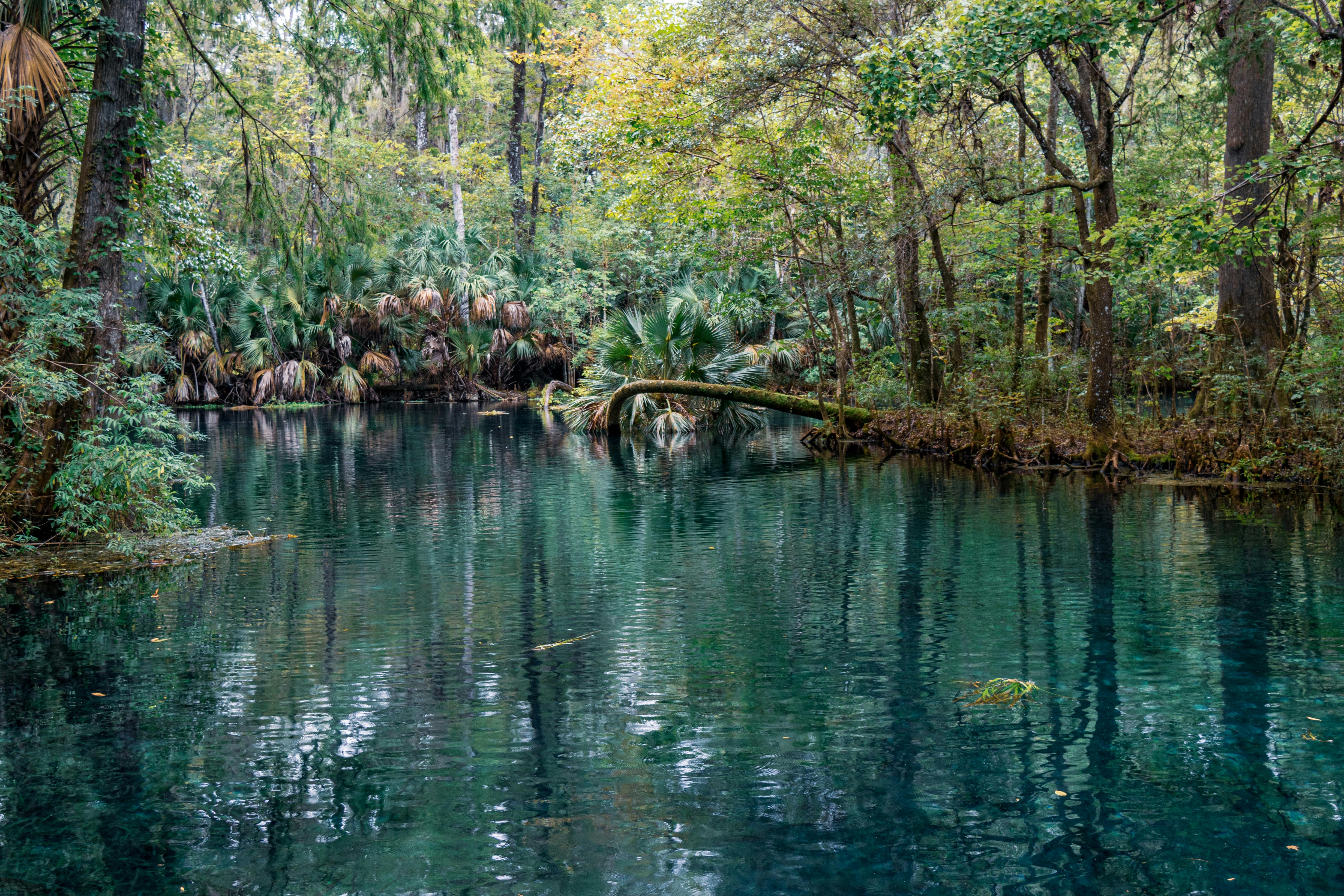 Red Wooden Float on Swamp · Free Stock Photo