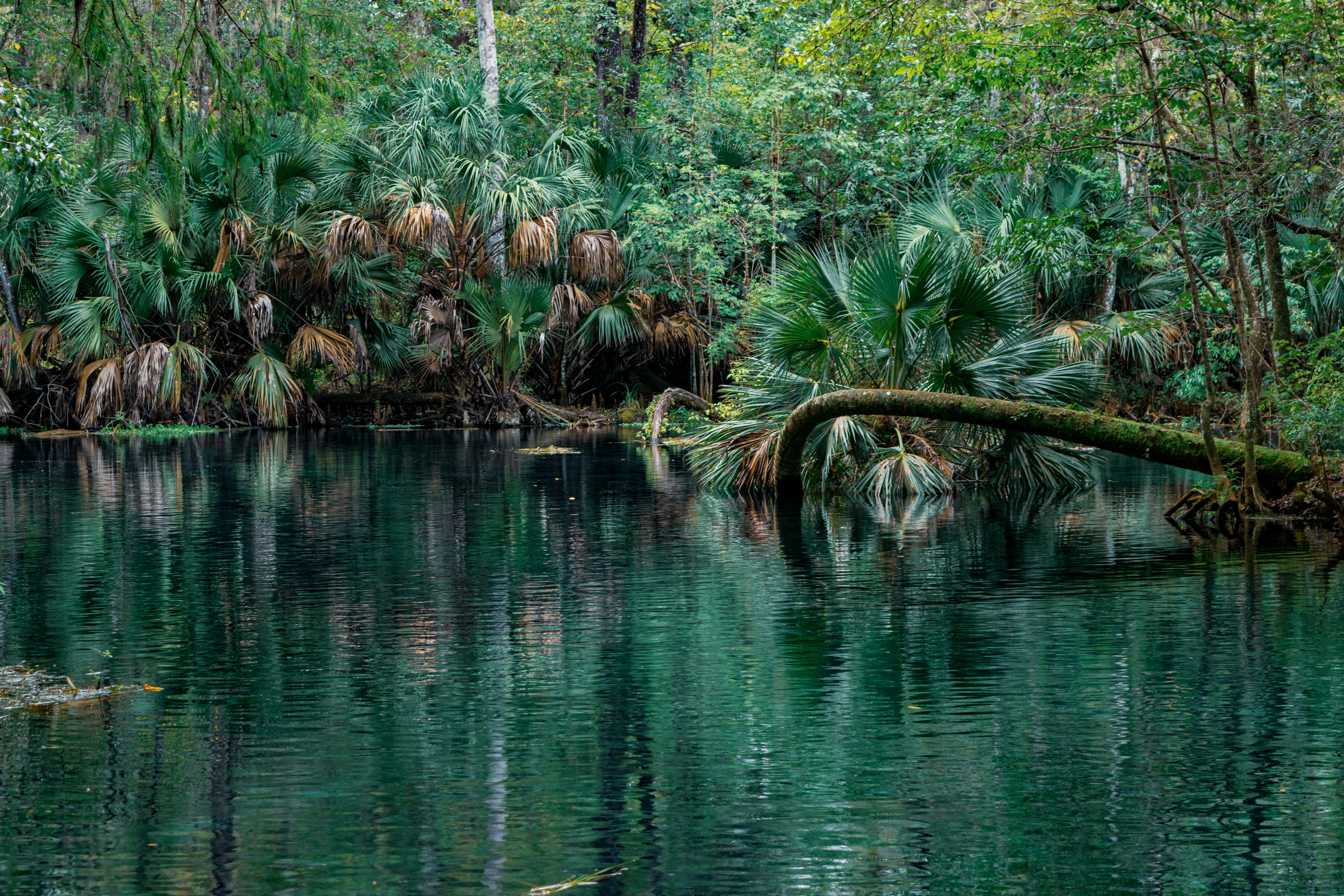 Silver Springs State Park Ocala Photos, Download The BEST Free Silver ...